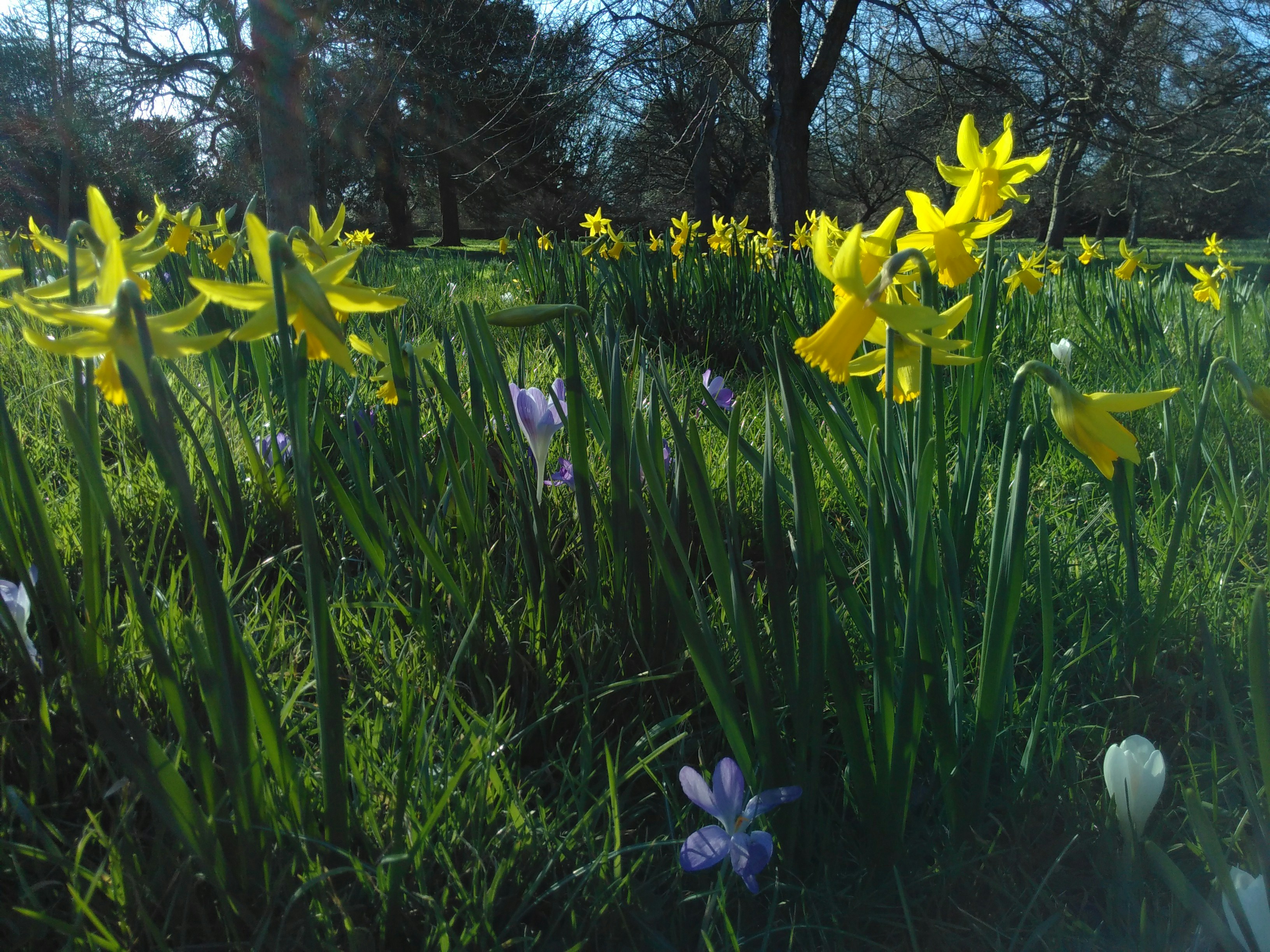Sunlit Daffodil Dance