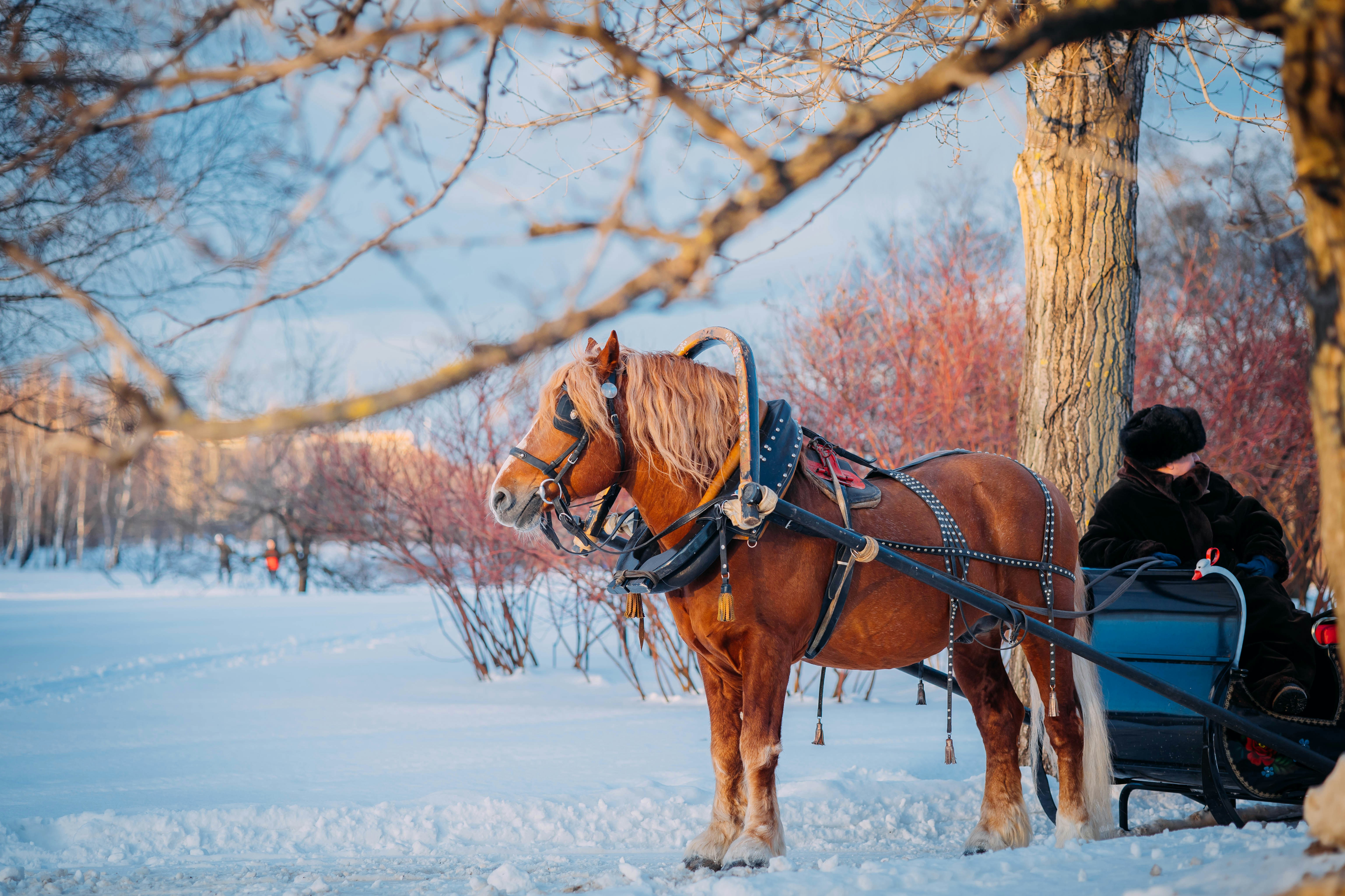 A horse pulling a sleigh in the snow photo – Free Horse Image on Unsplash