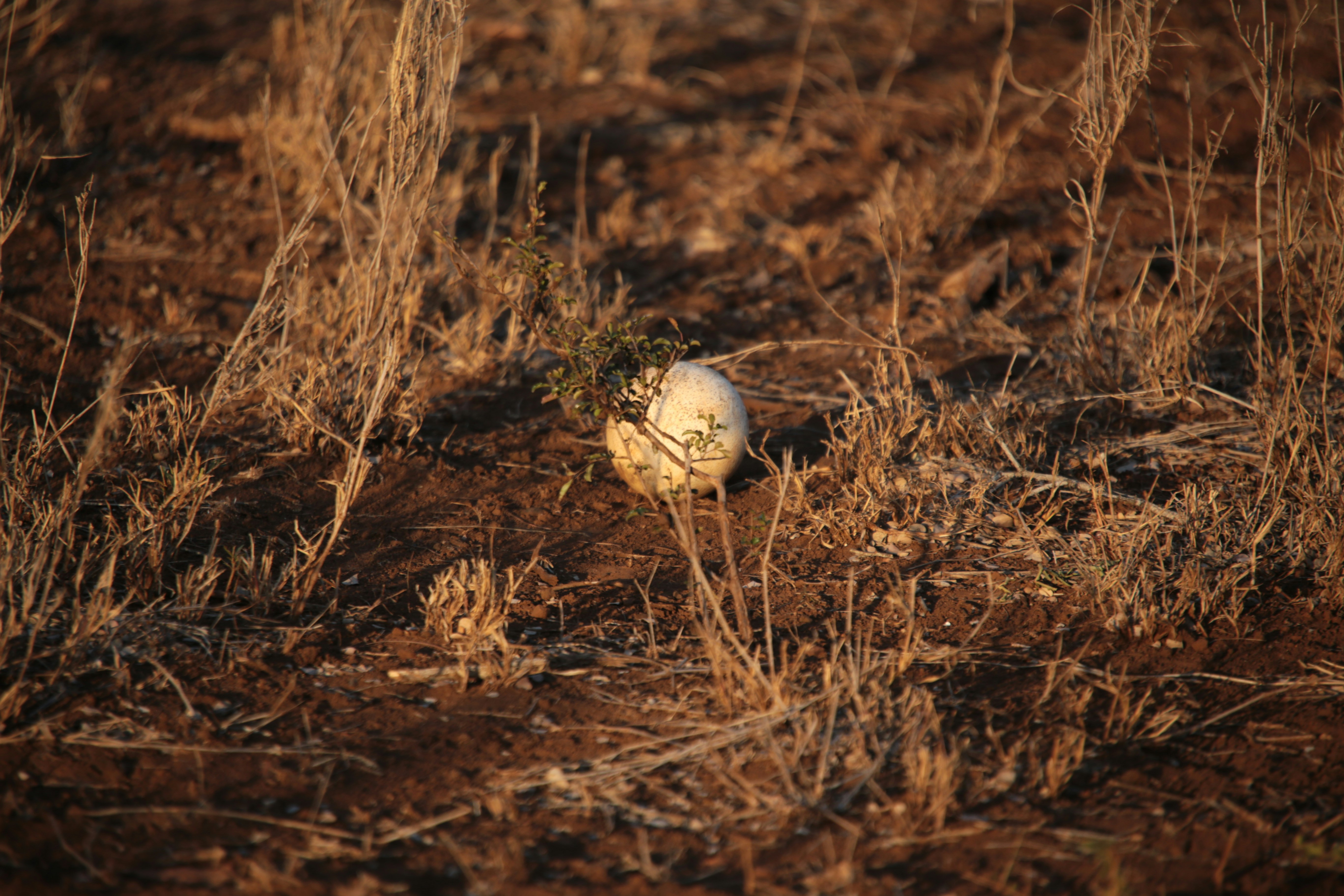A solitary egg nestled in dry earth, surrounded by sparse vegetation, symbolizing the fragility and tenacity of nature.