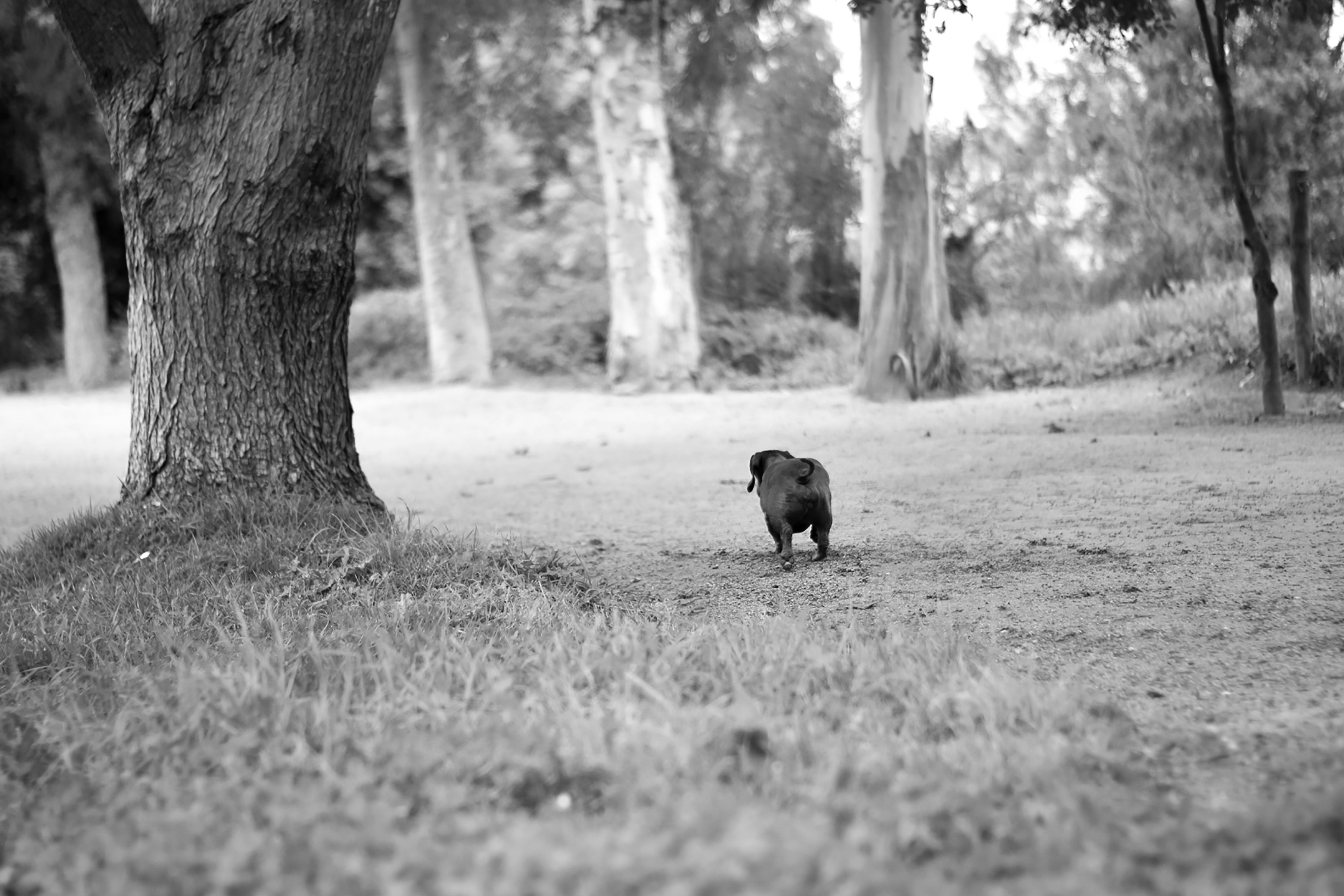 A small dog wanders through a tranquil park, framed by towering trees and soft grass. The scene captures a moment of exploration and serenity.