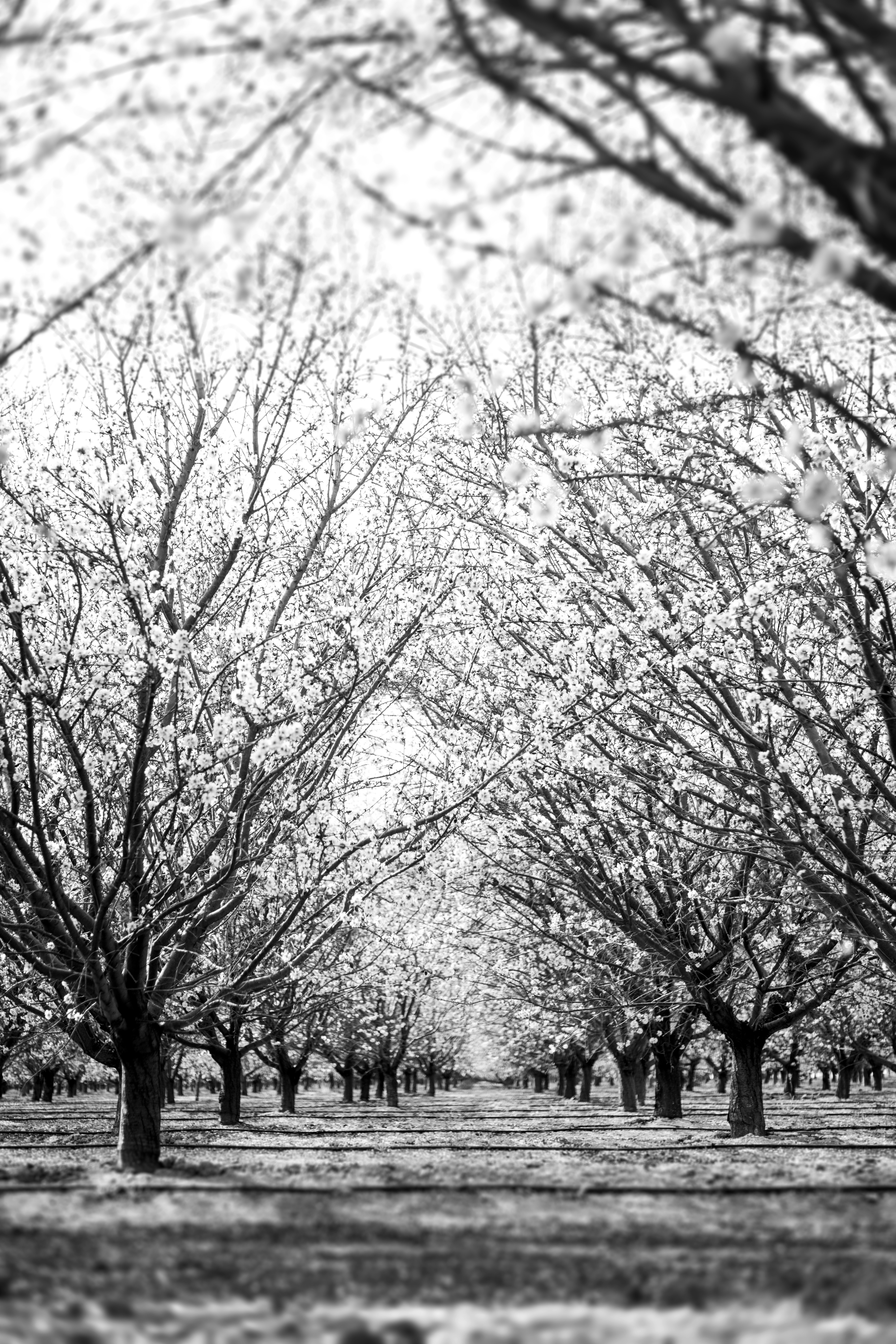 Orchard Avenue: Winter Blossoms Align in Monochrome Silence