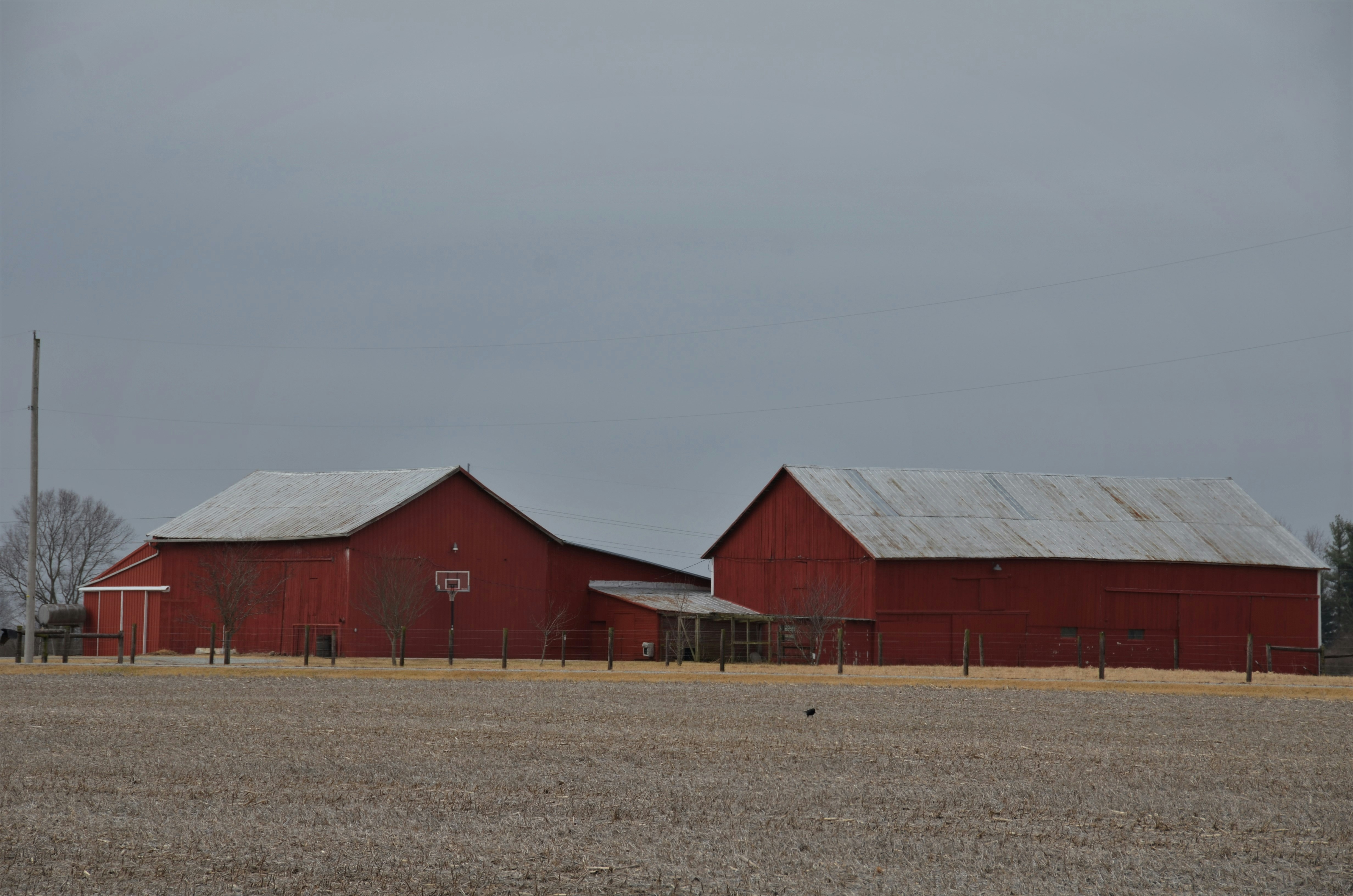 Two red barns in a field with power lines in the background photo ...