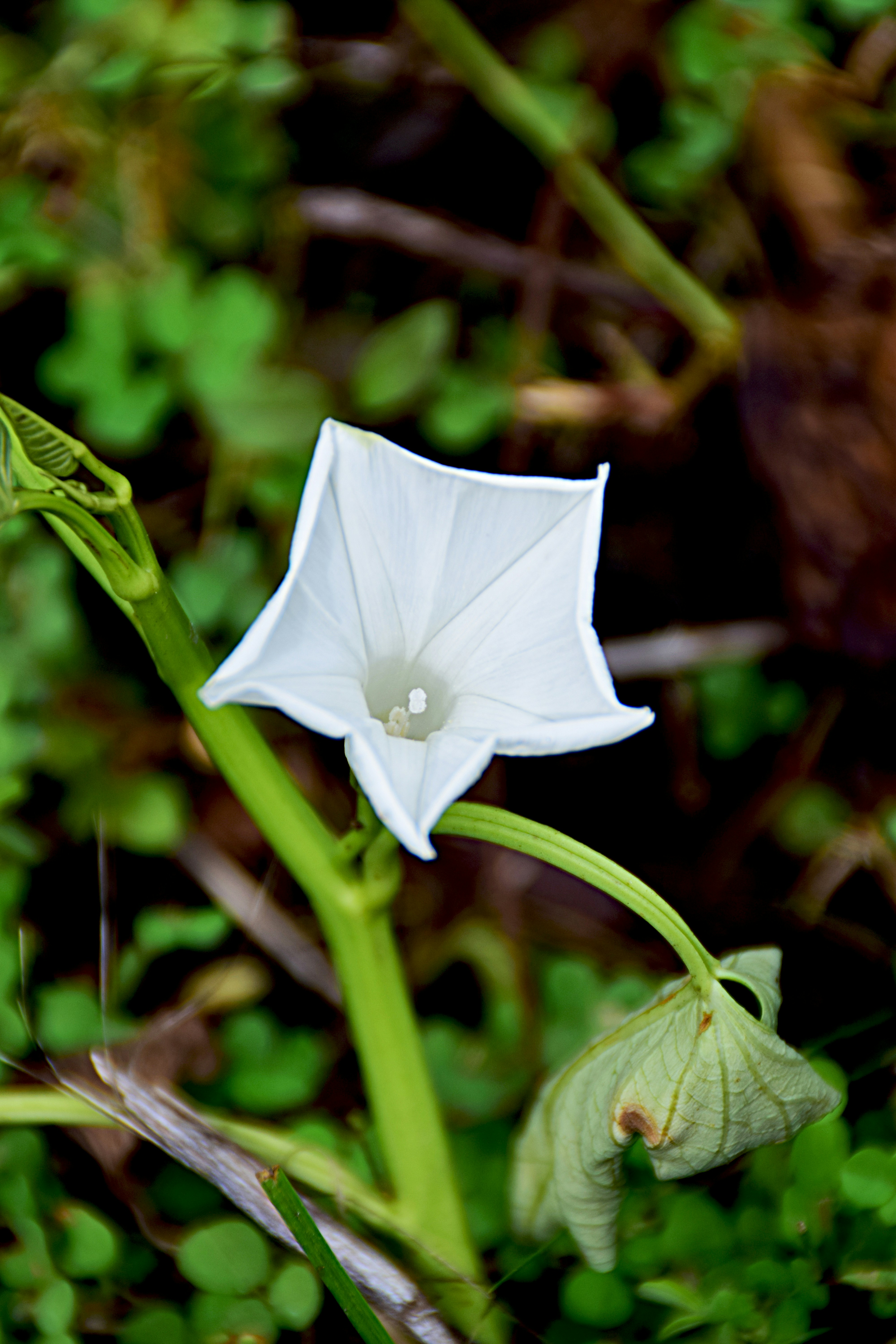 Ivory trumpet bloom on a curling vine amid emerald blur