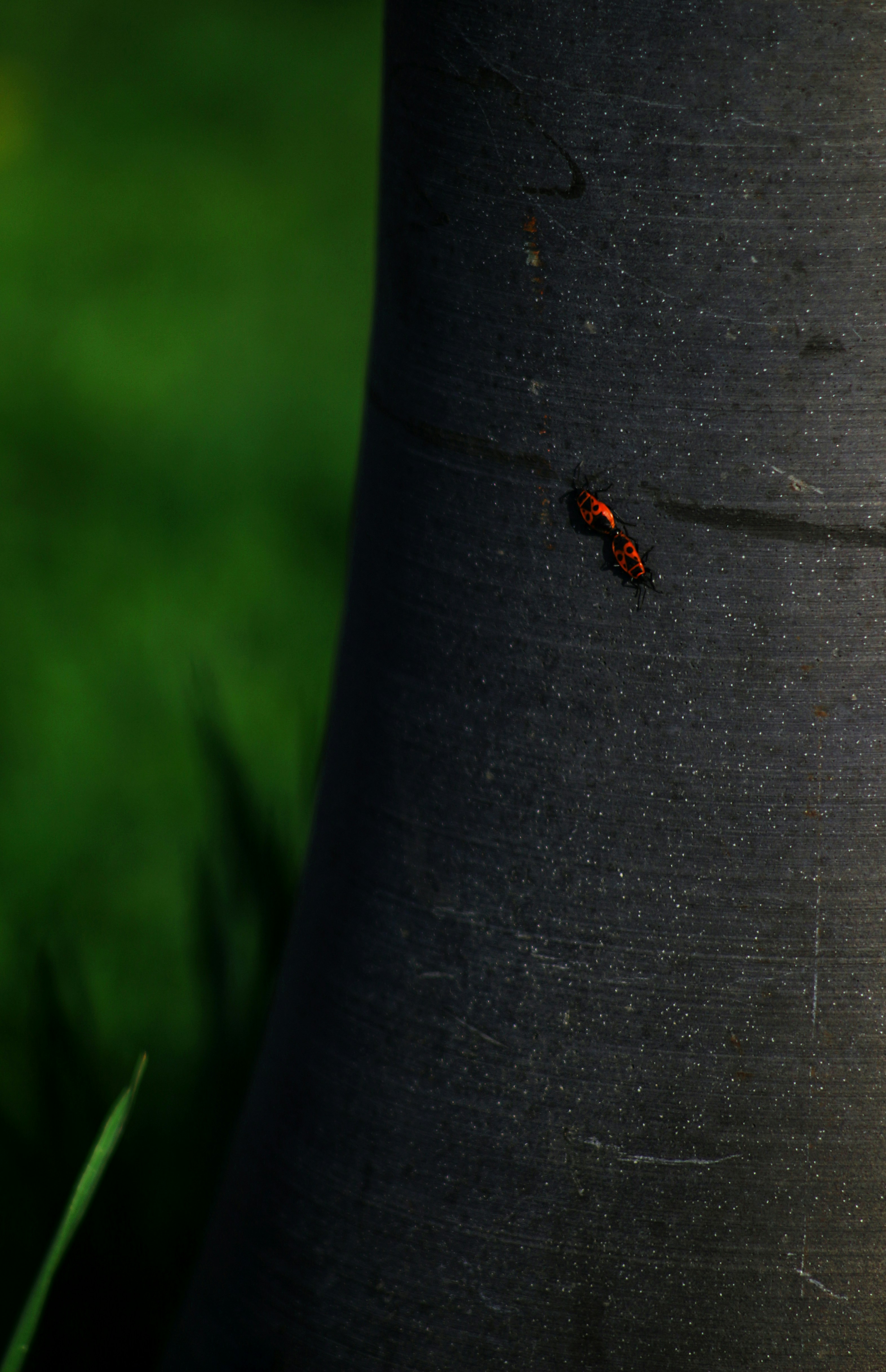 Scarlet Beacons on a Velvet Bark