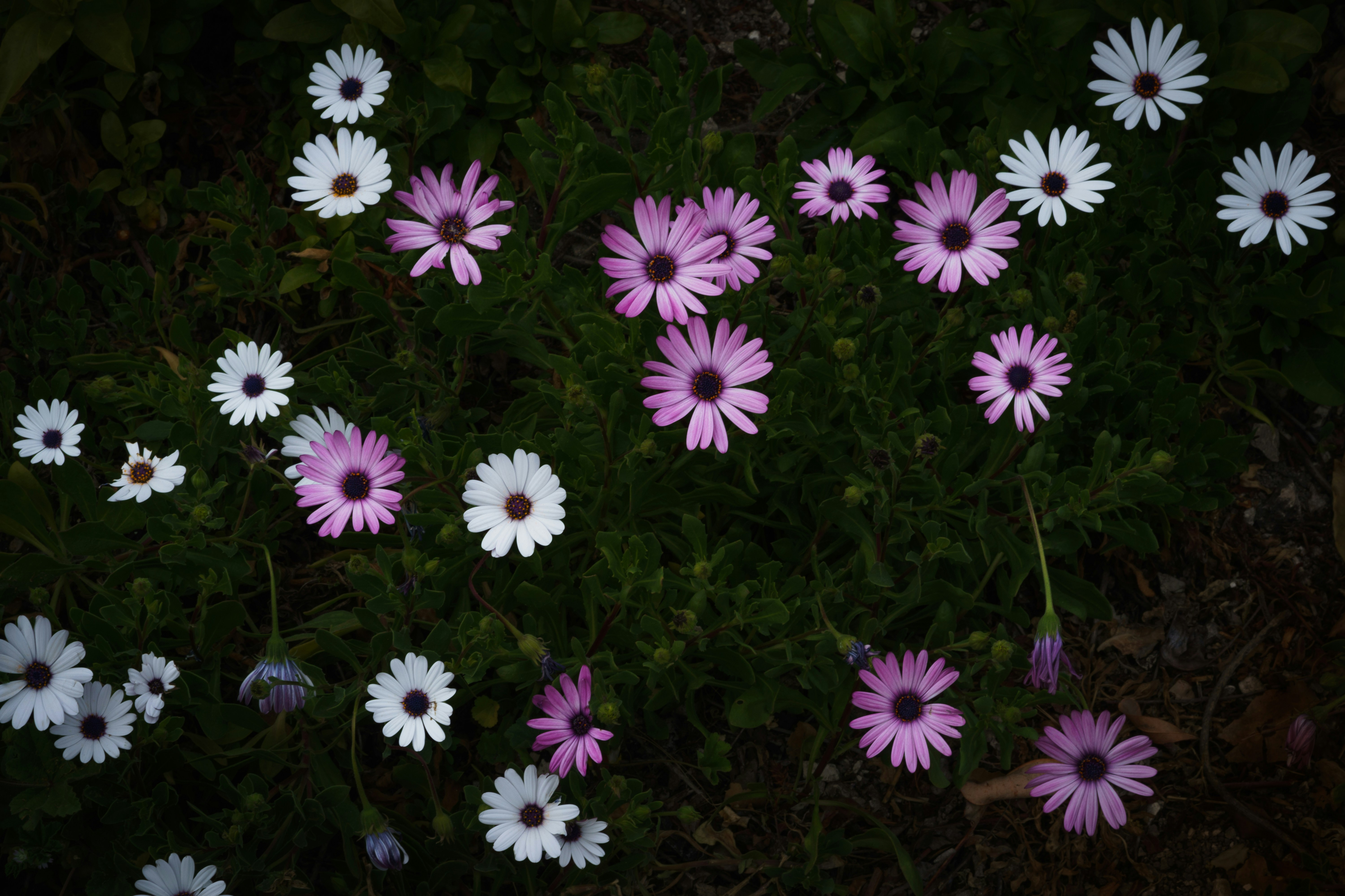 Petaled Pulse: Pink and White Daisies Thread a Shadowed Garden Bed