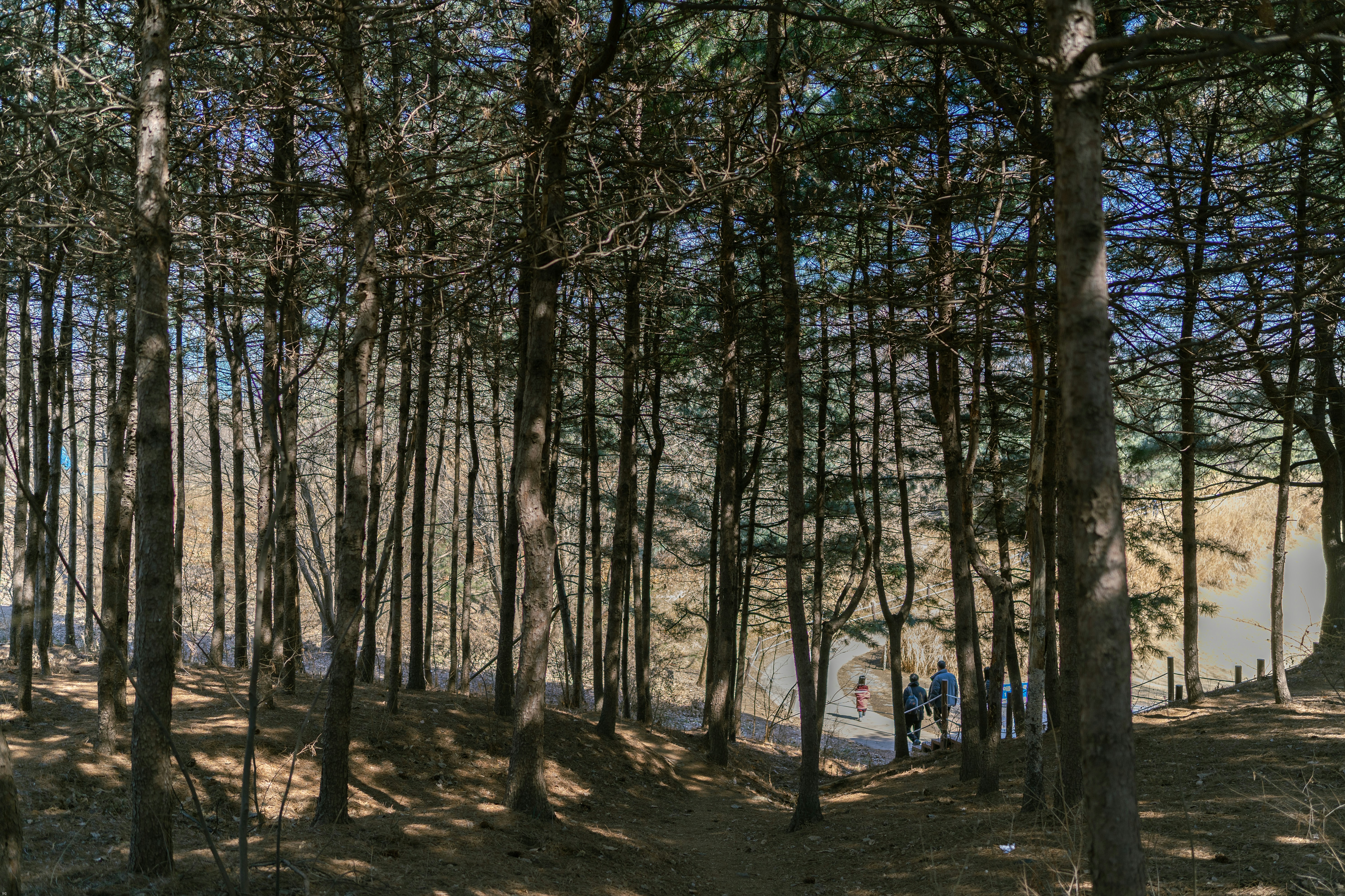 Dappled Trail Meet: Quiet Pine Forest Moment