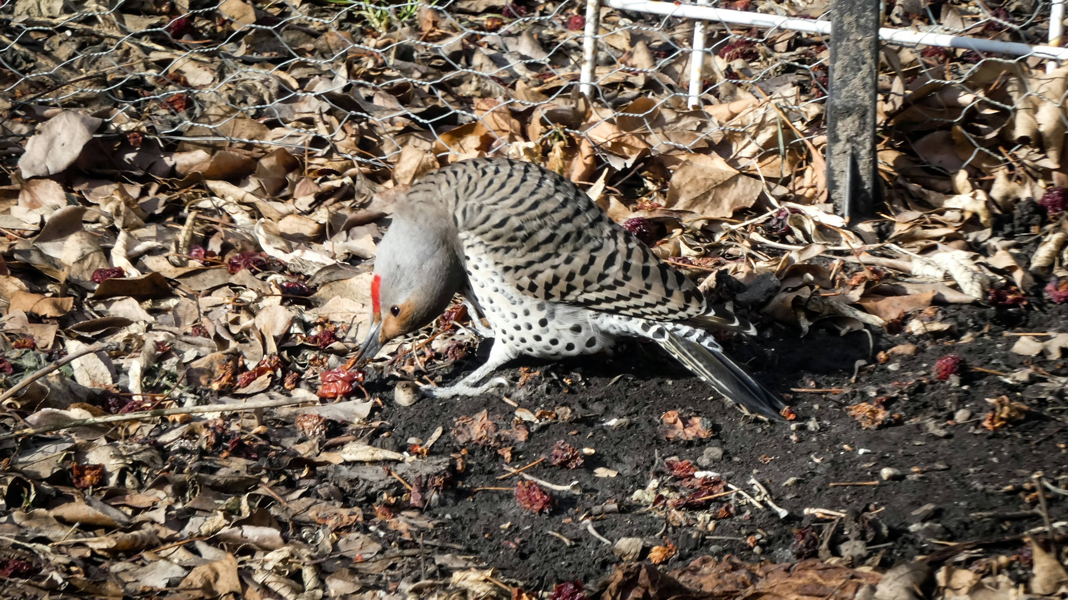 Speckled ground-foraging bird navigates dark soil amid fallen autumn leaves, head bent toward the ground.