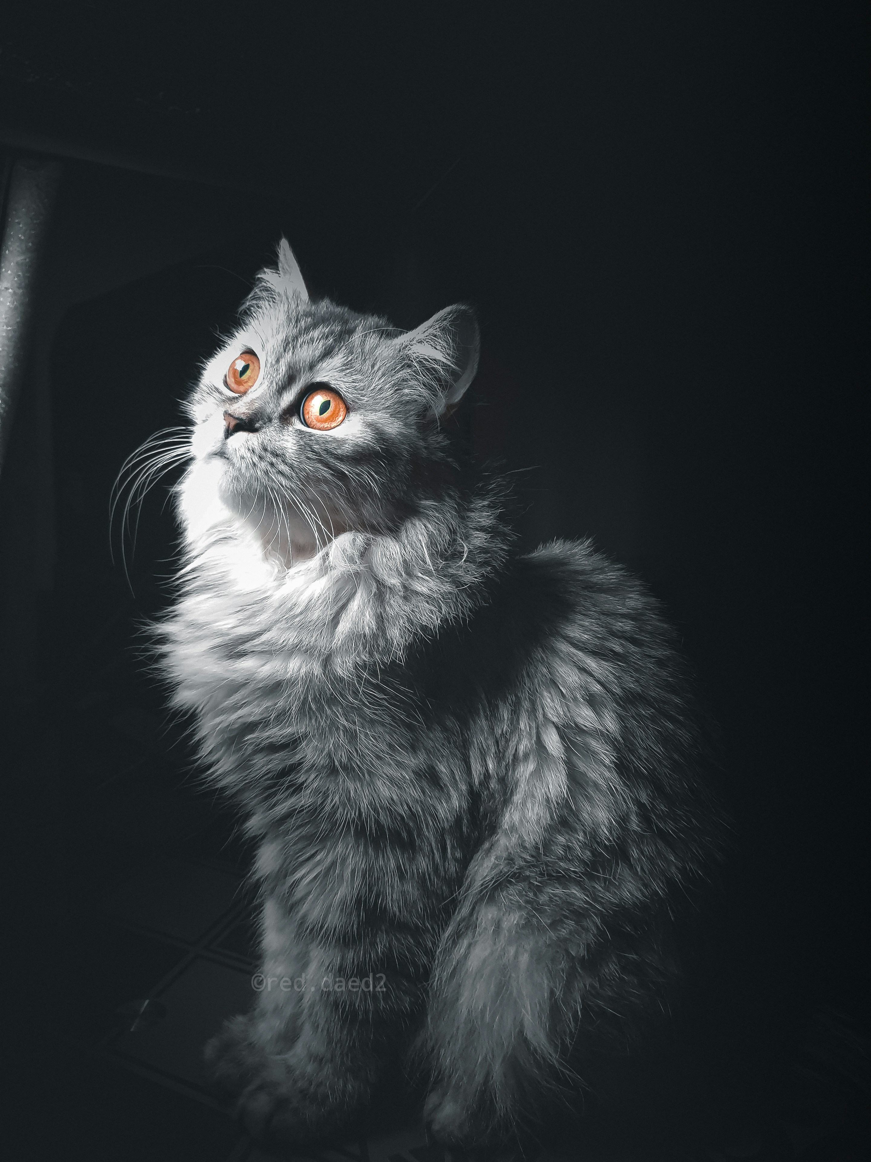 Amber-Eyed Cat in a Velvet-Dark Portrait