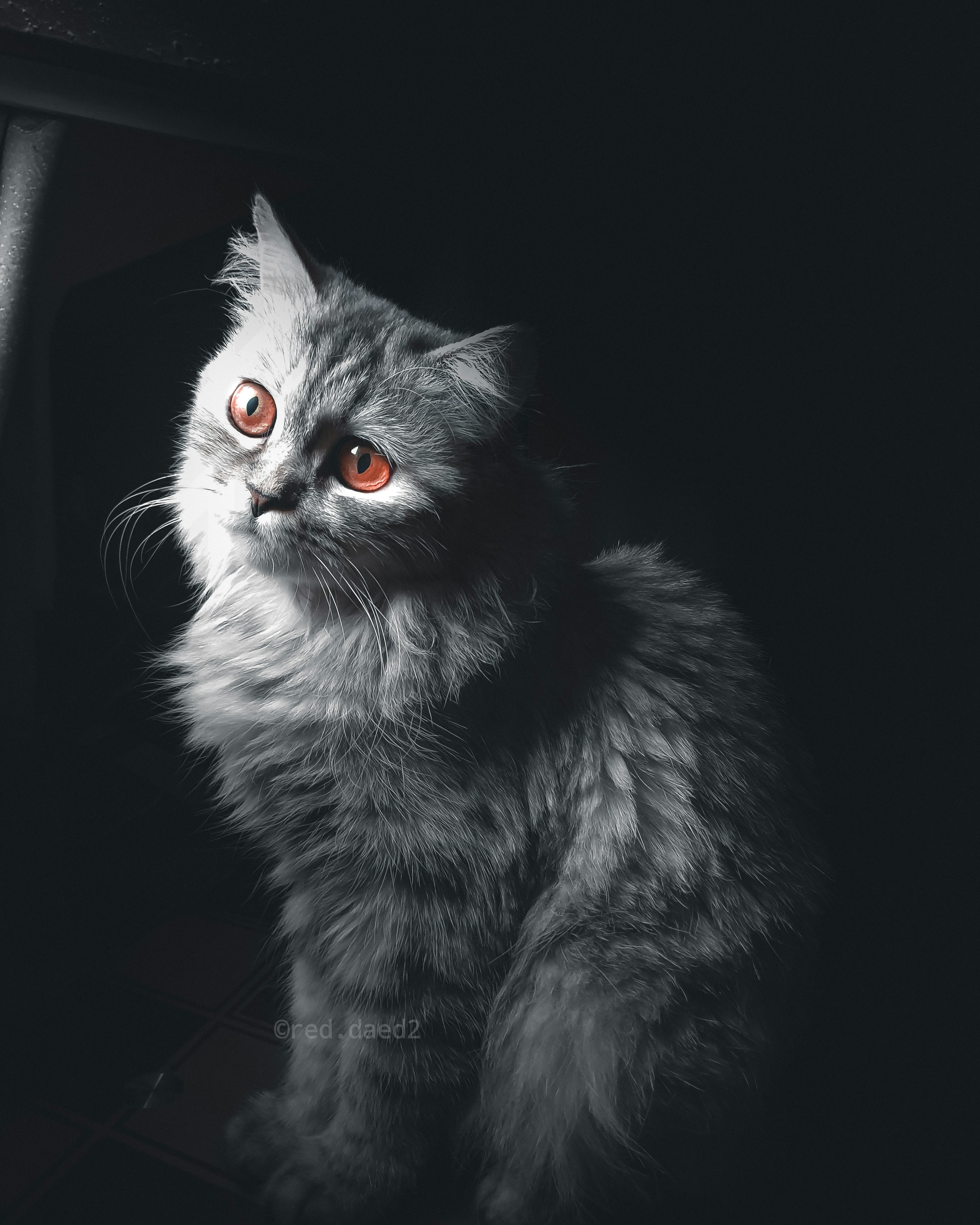 Chat Noir Et Blanc Aux Yeux Rouges