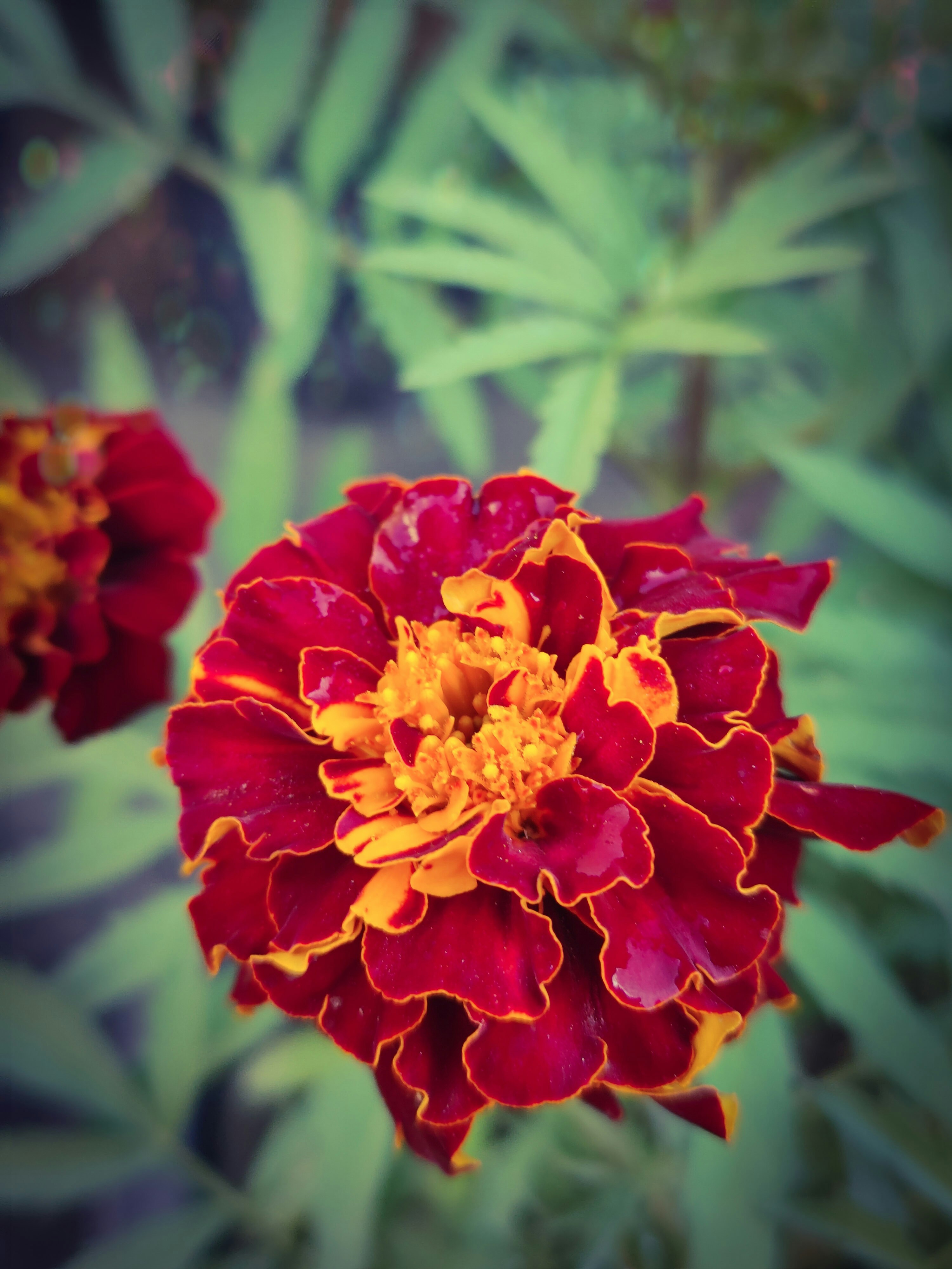 Vibrant red-gold marigold blossoms dominate the frame with a soft, blurred green background that emphasizes the flower's layered petals. A second bloom peeks in from the left, adding depth to the composition.