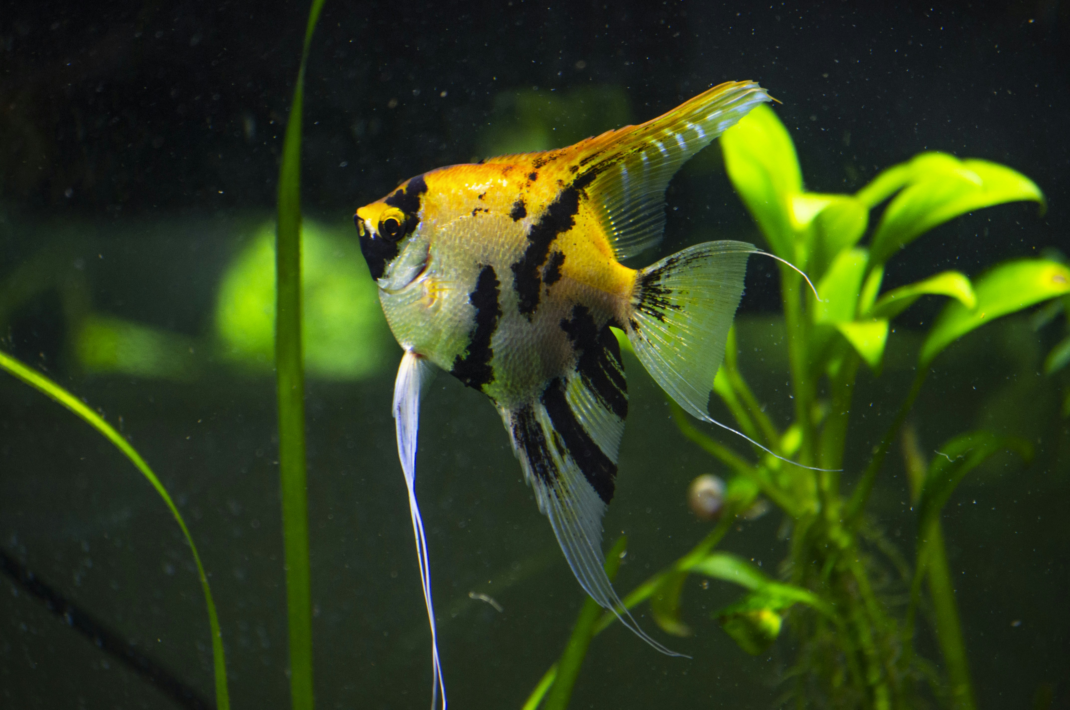 Yellow Freshwater Tropical Fish