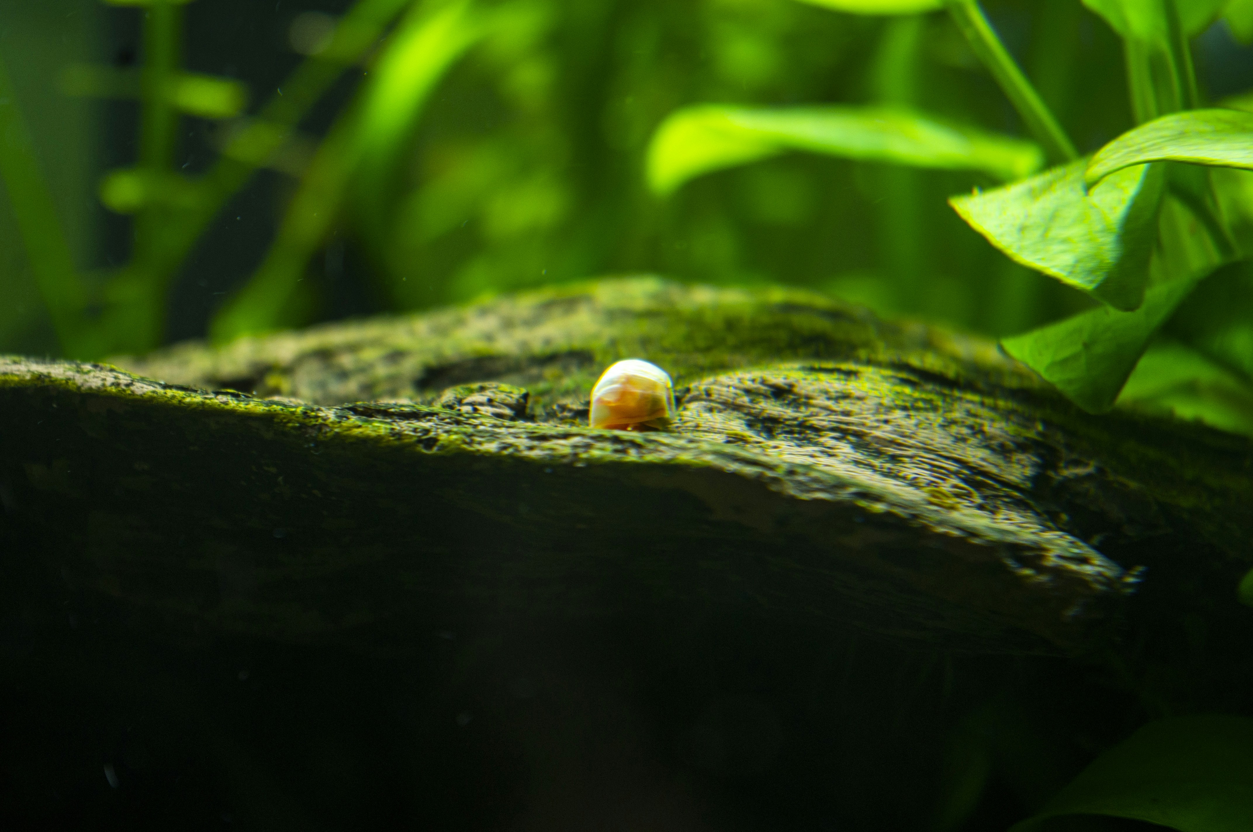A solitary snail rests atop a moss-covered log amidst lush aquatic vegetation, showcasing the tranquility of underwater life.