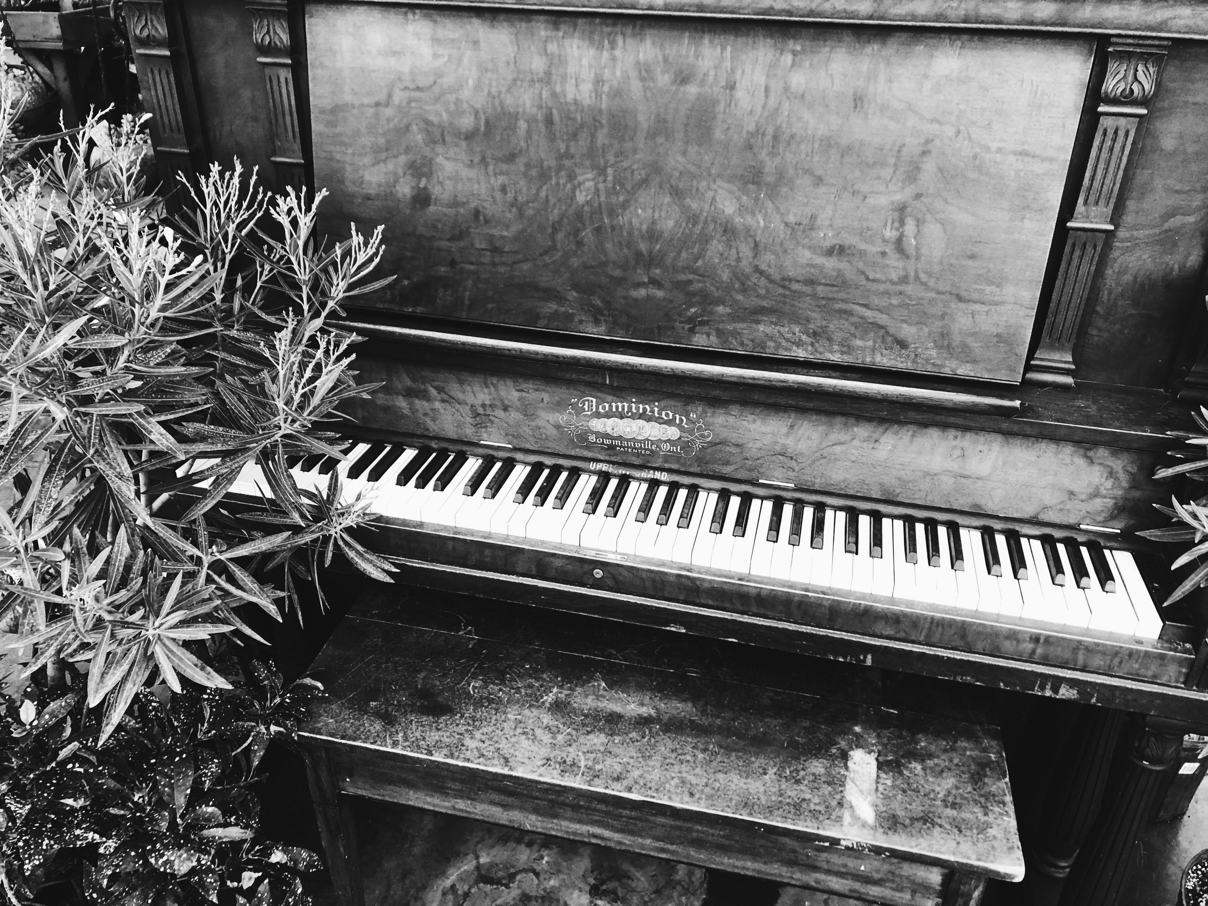 Dusty Upright Piano Framed by Foliage in a Dim Garden Nook