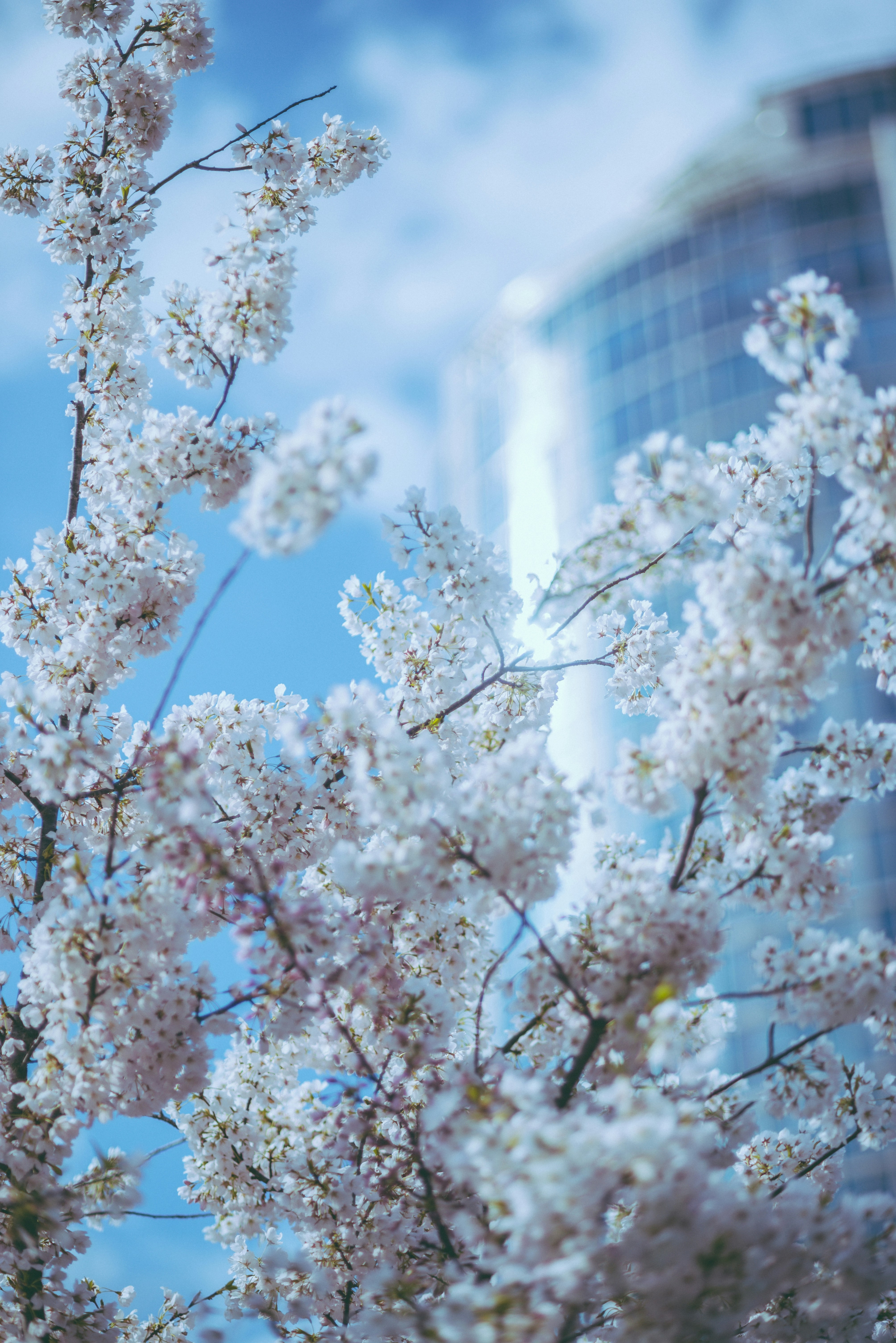 Delicate cherry blossoms frame a modern skyscraper against a bright blue sky, merging nature with urban architecture.
