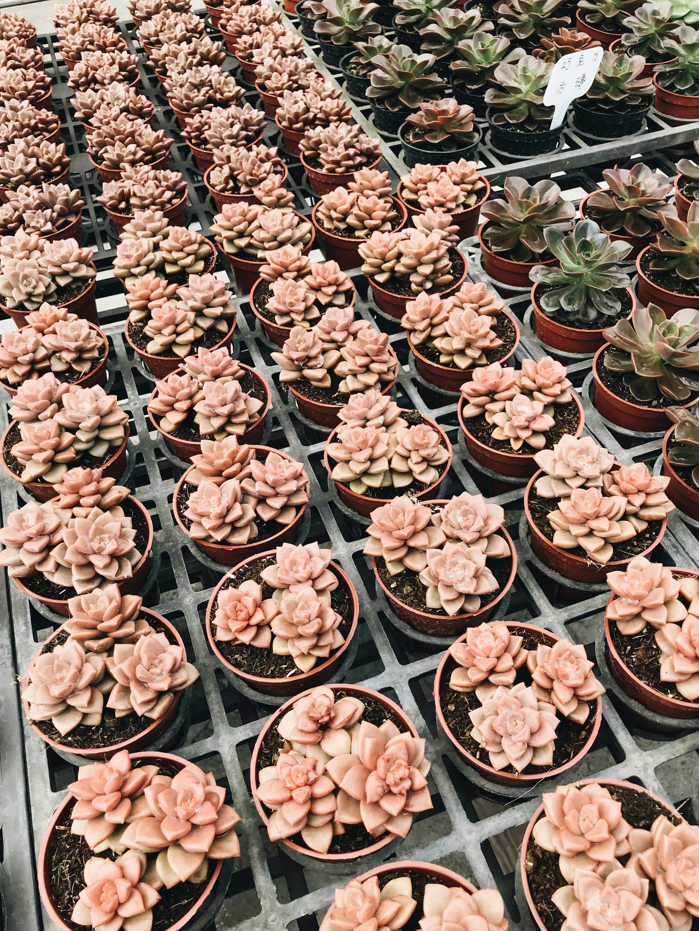 Rows of potted succulents displaying a variety of shapes and soft pastel colors in a greenhouse setting.