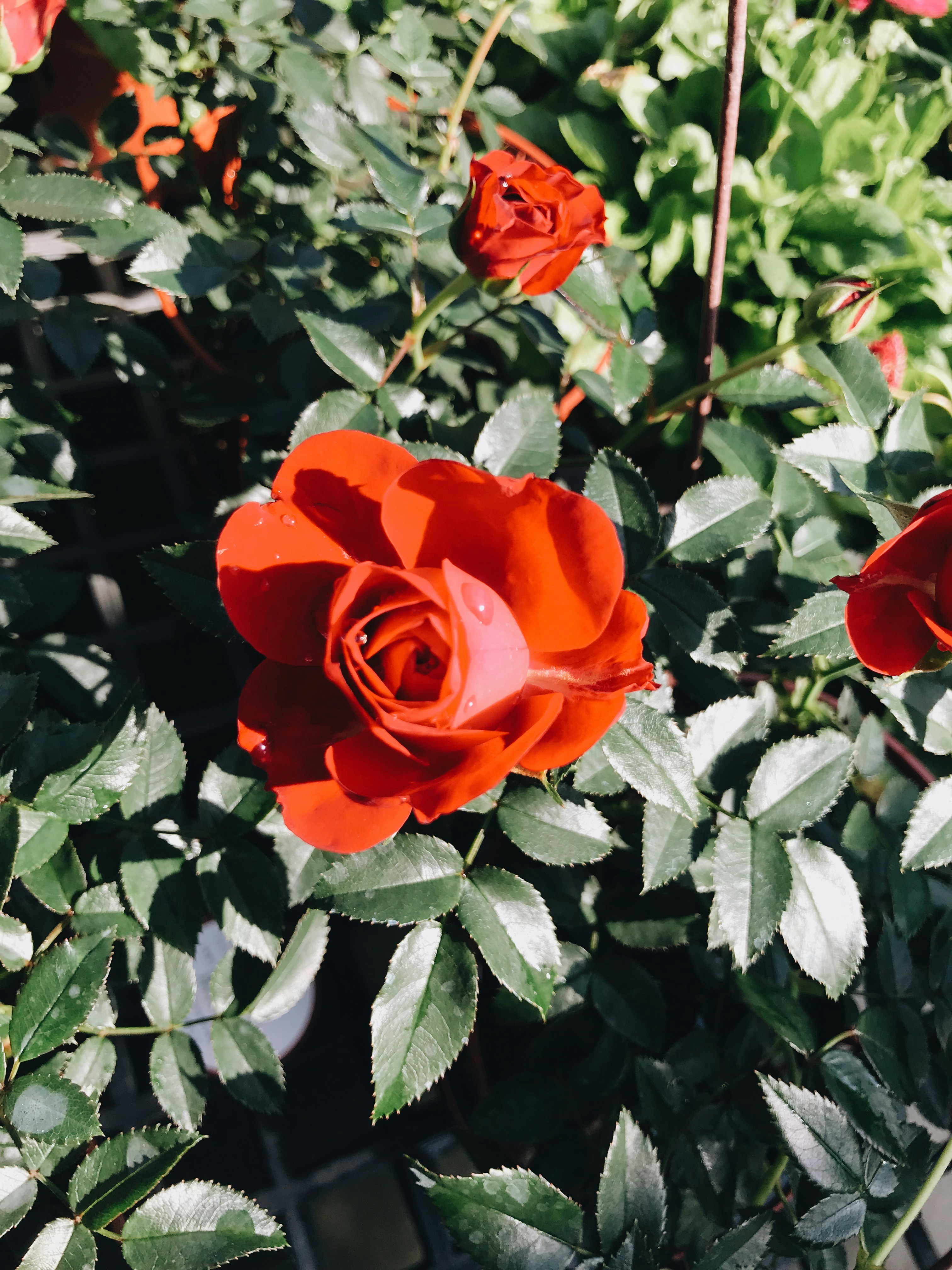 A group of red roses growing in a garden photo – Free Flower Image on ...