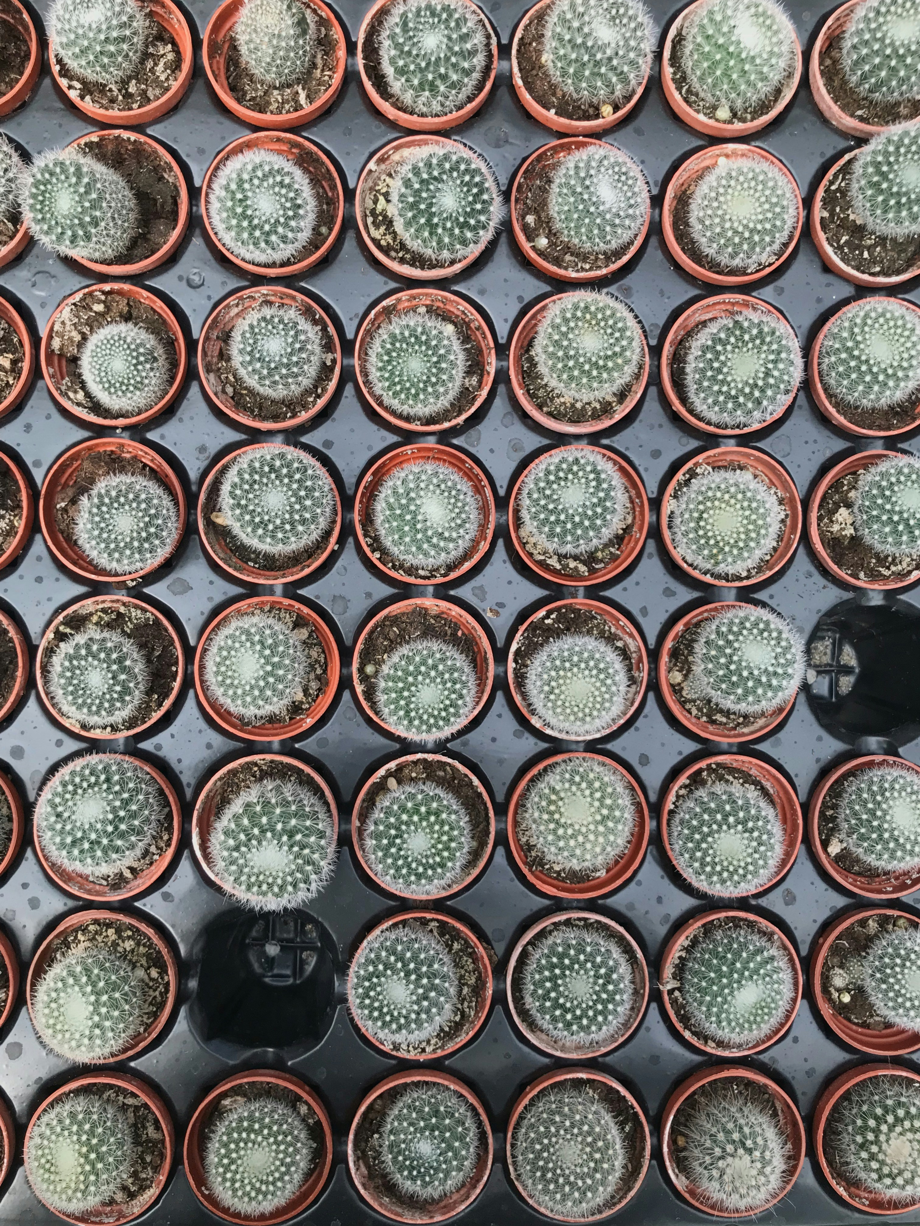 Aerial view of small cacti arranged in terracotta pots, showcasing their unique textures and patterns. The arrangement highlights the diversity of these resilient plants.