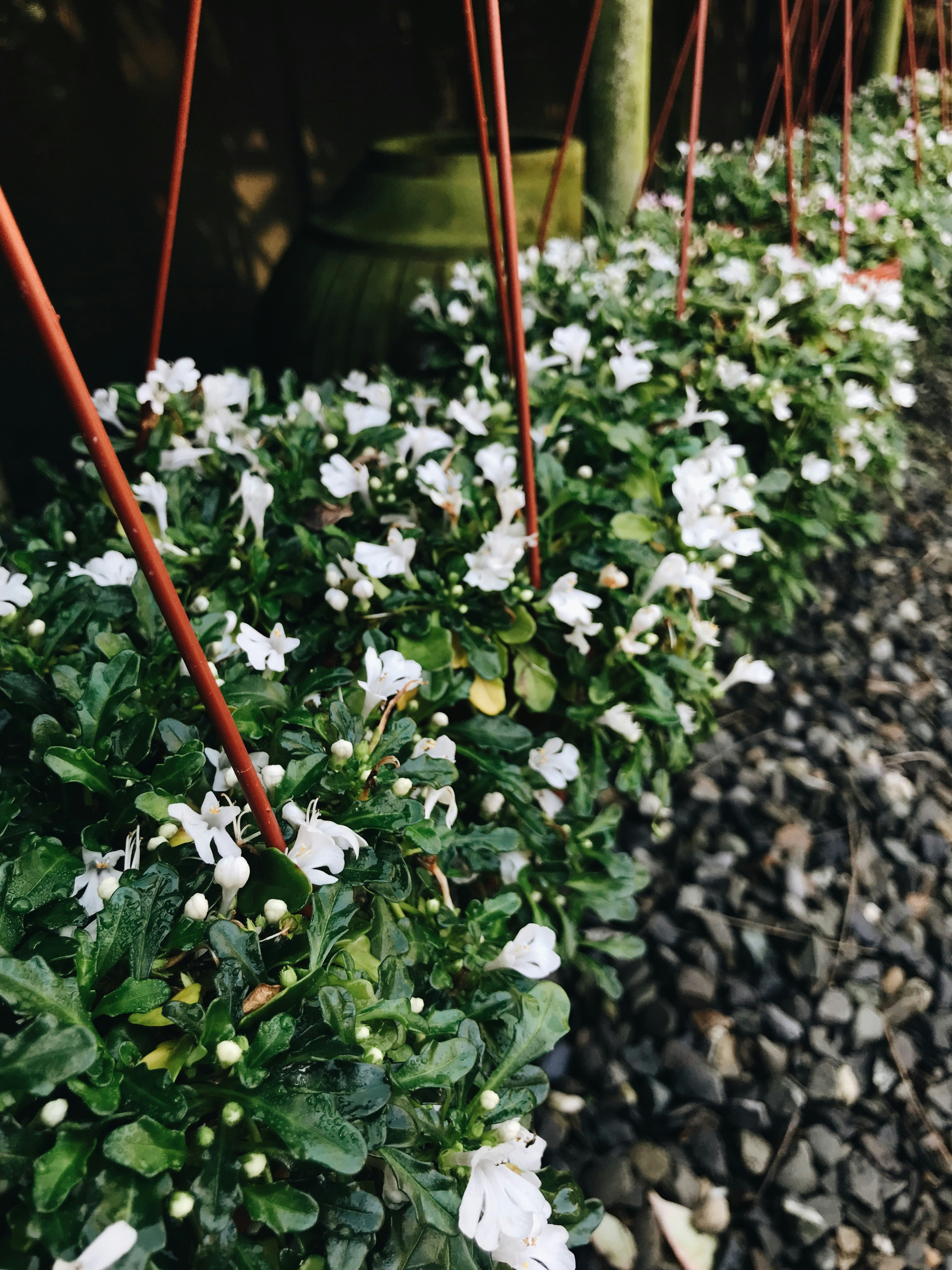 Foto zum Thema Eine Reihe weißer Blumen, die nebeneinander sitzen ...