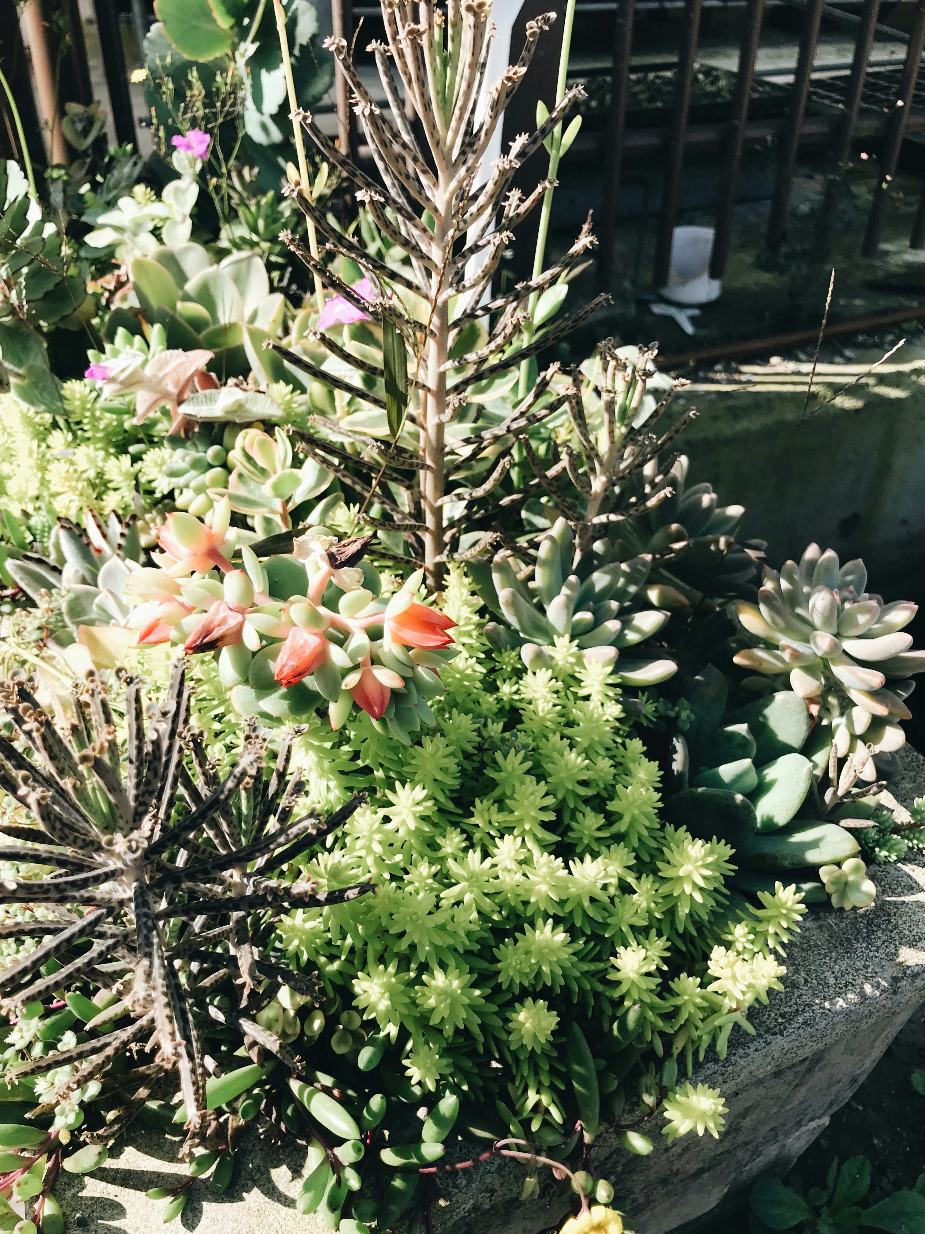 Stalk Among Rosettes: A Sunlit Succulent Mosaic in a Planter