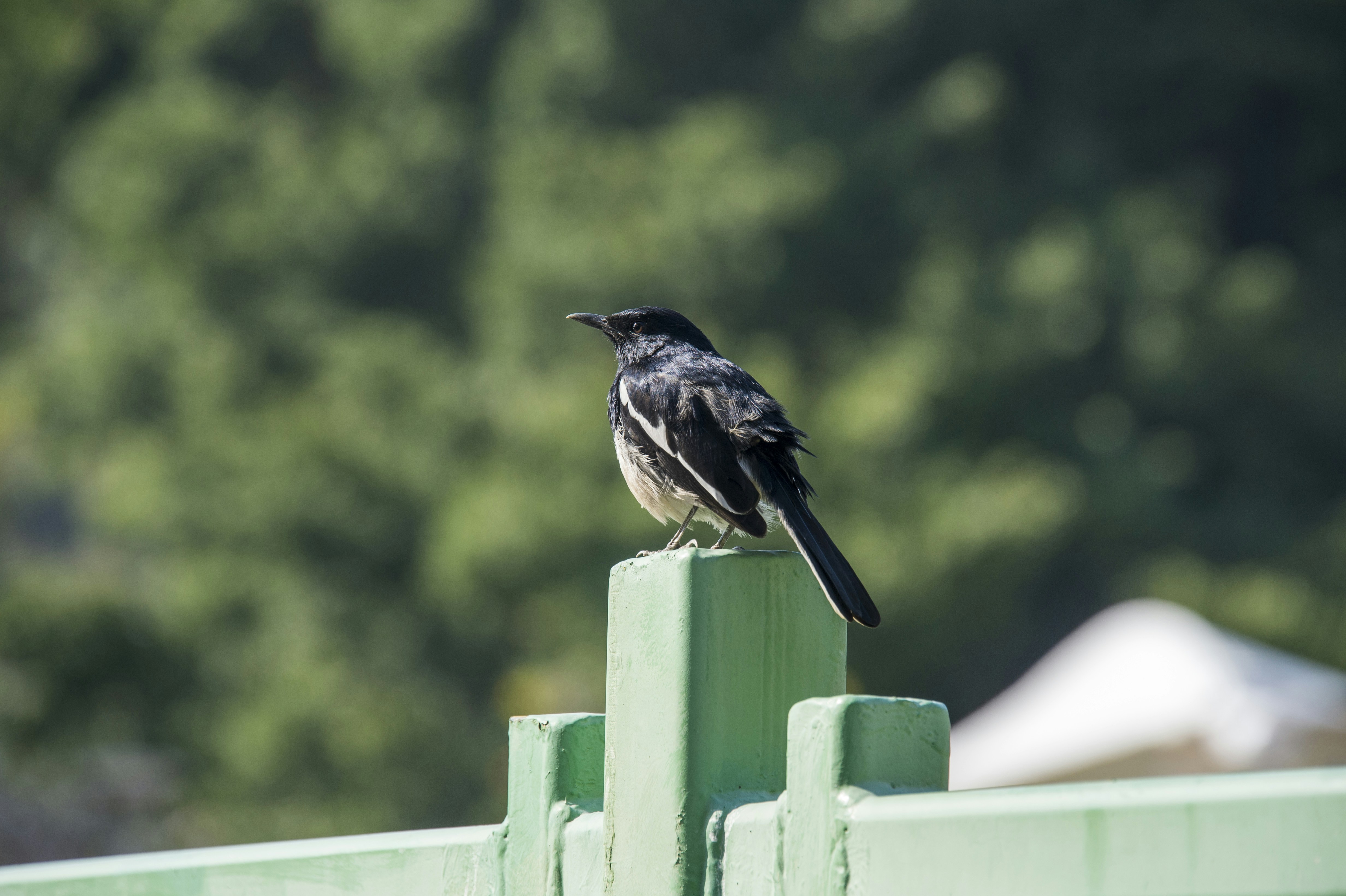 A black and white bird perches on a green post, surrounded by a blurred natural background. The scene captures the serene essence of wildlife observation.