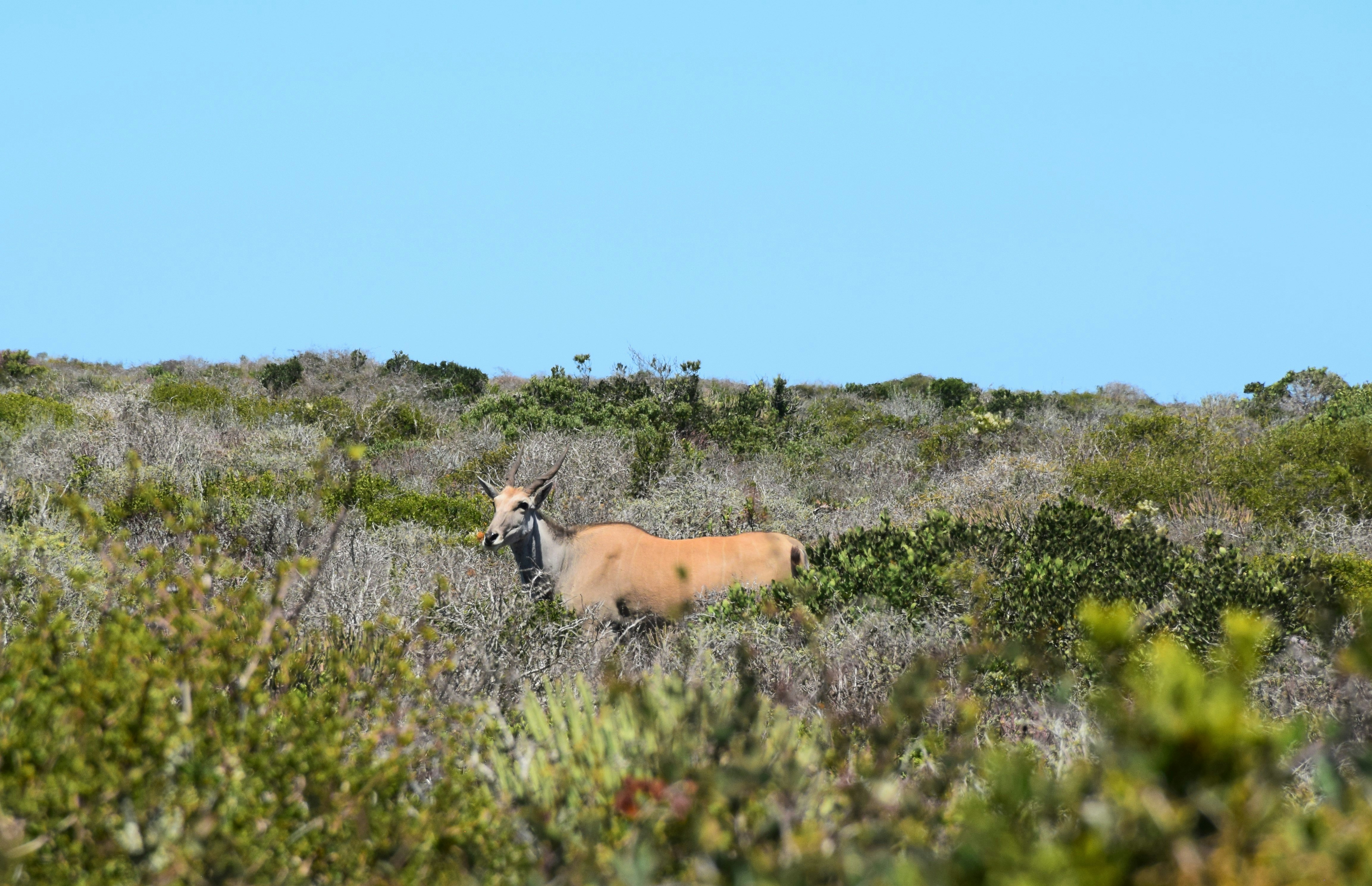 Lone Equine Amid Coastal Scrub Under an Unbroken Blue Sky
