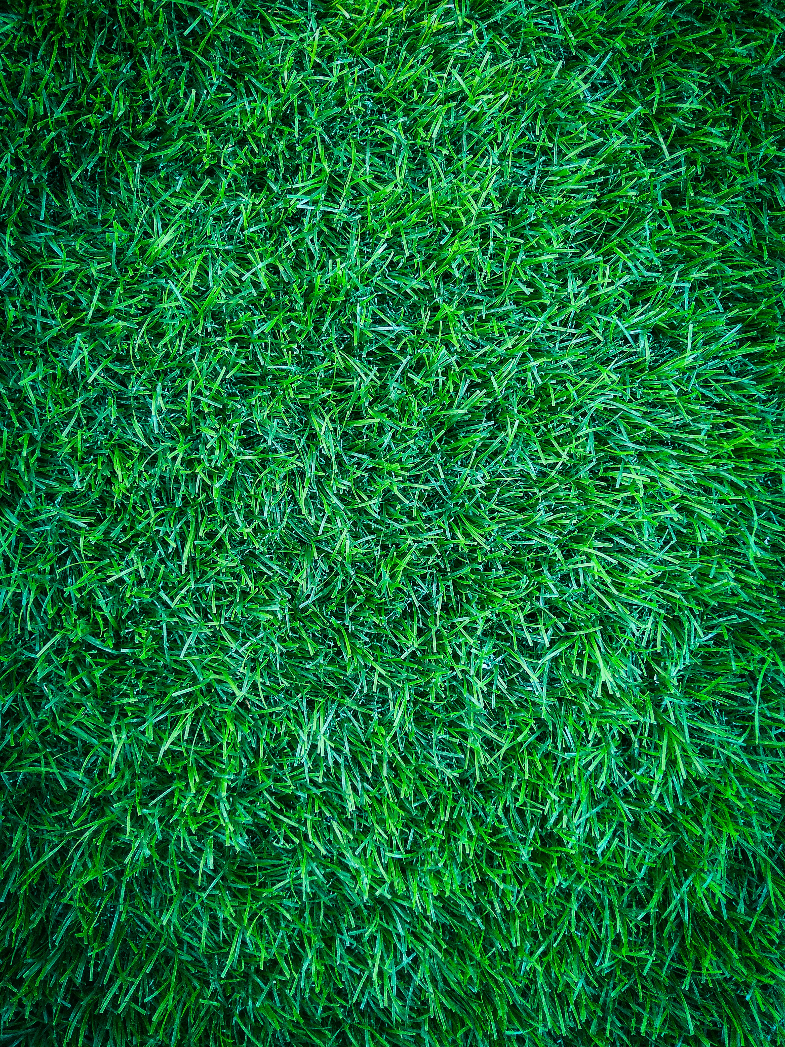 A close up of a green grass texture photo – Free Jammu and kashmir ...