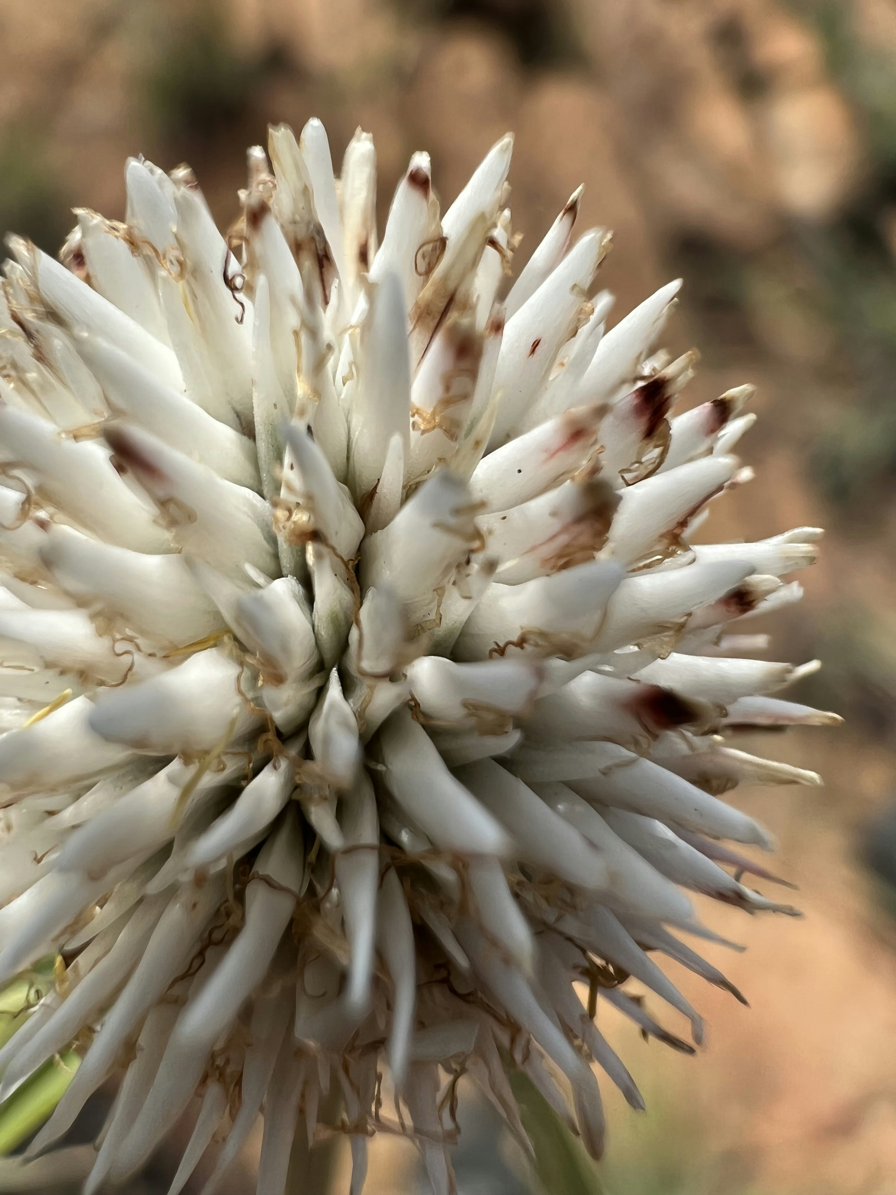 Desert Crown: Macro Portrait of a White Spiky Bloom