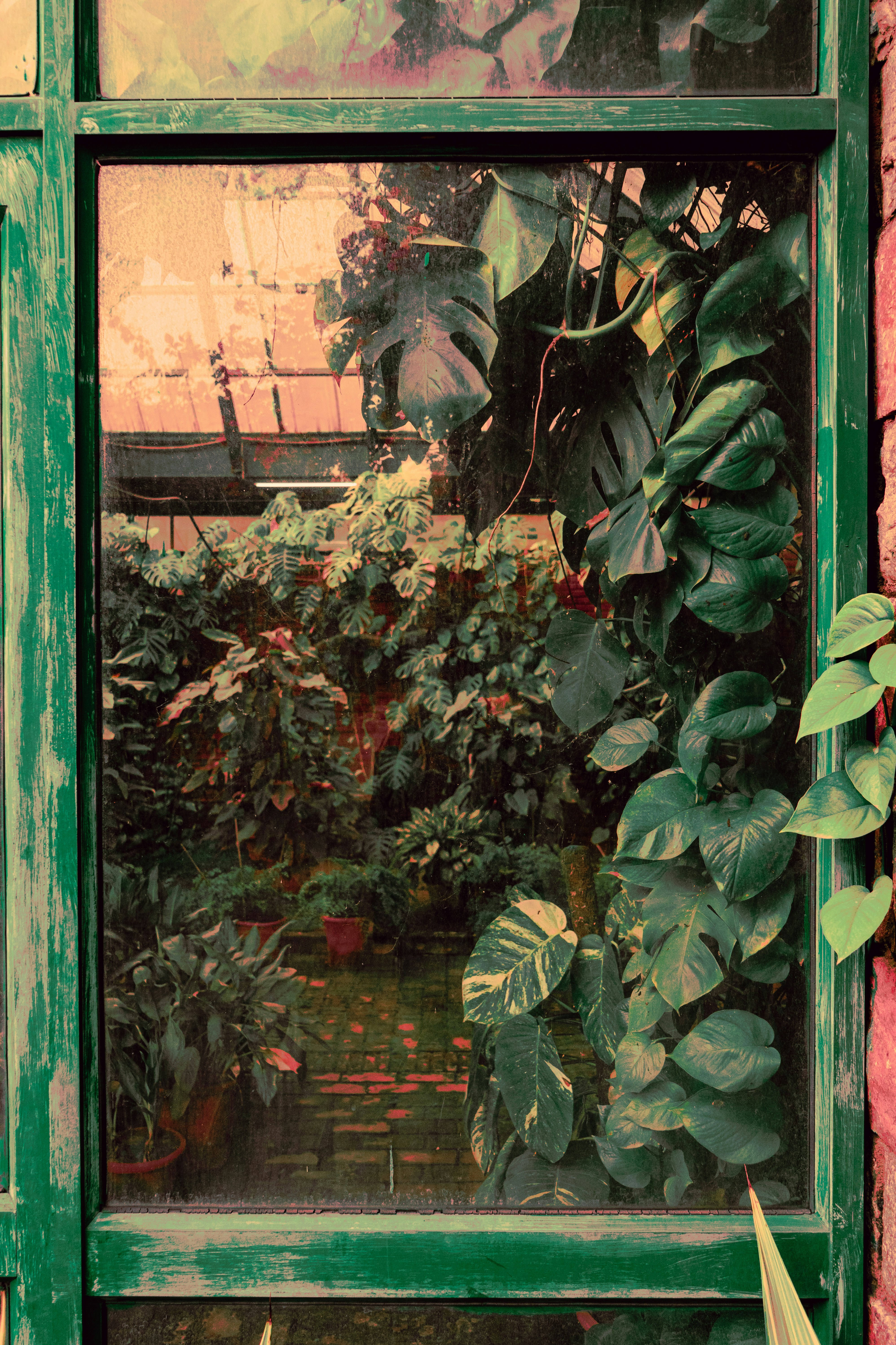Emerald Frame: Jungle Vines inside a Green-Willed Conservatory