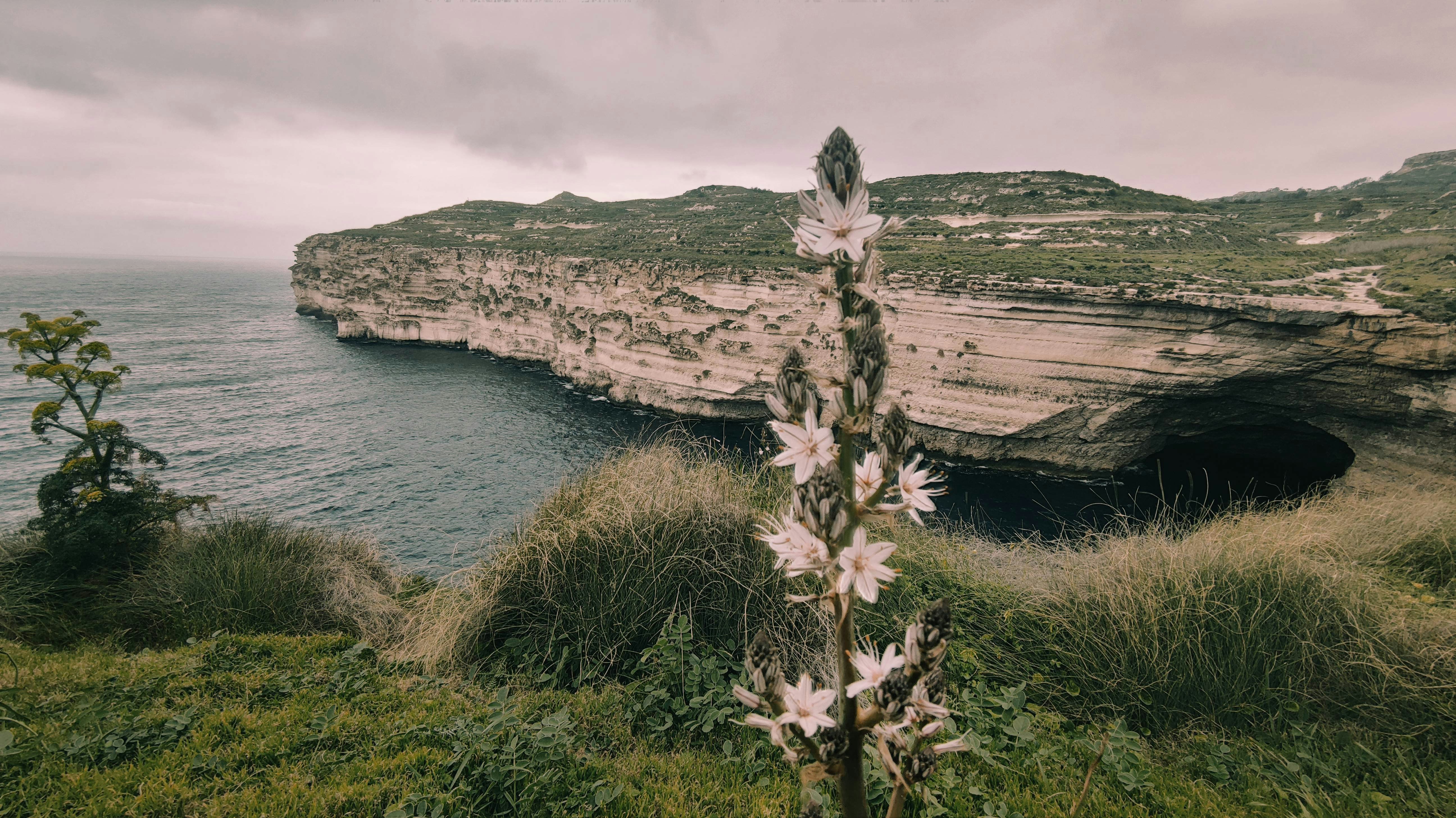 Cliffside Bloom: A solitary flower foregrounds rugged coast