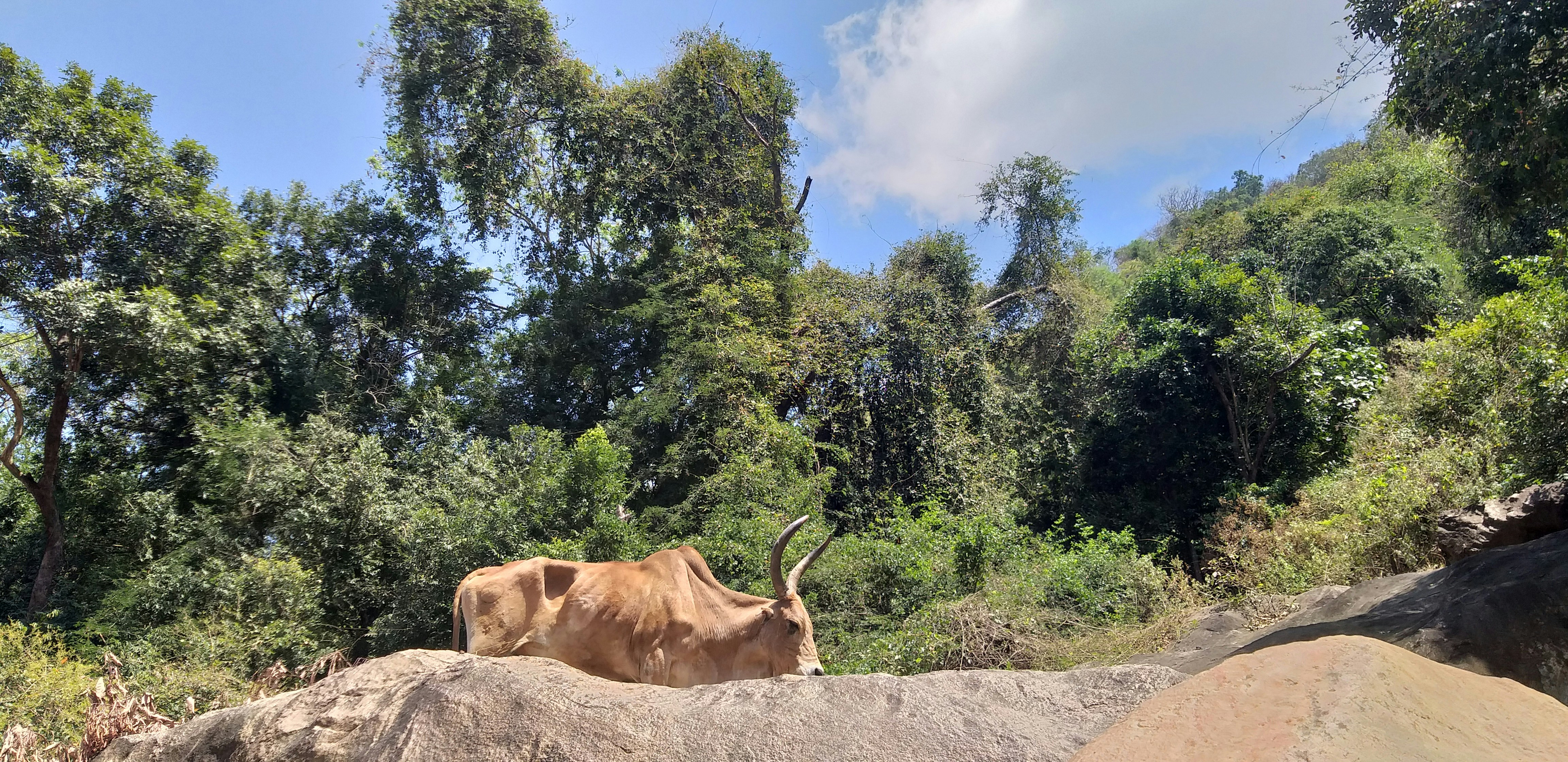 A bovine resting on a sun-warmed rock with dense foliage in the background, in natural landscape lighting. The scene emphasizes rugged terrain and calm pastoral presence.