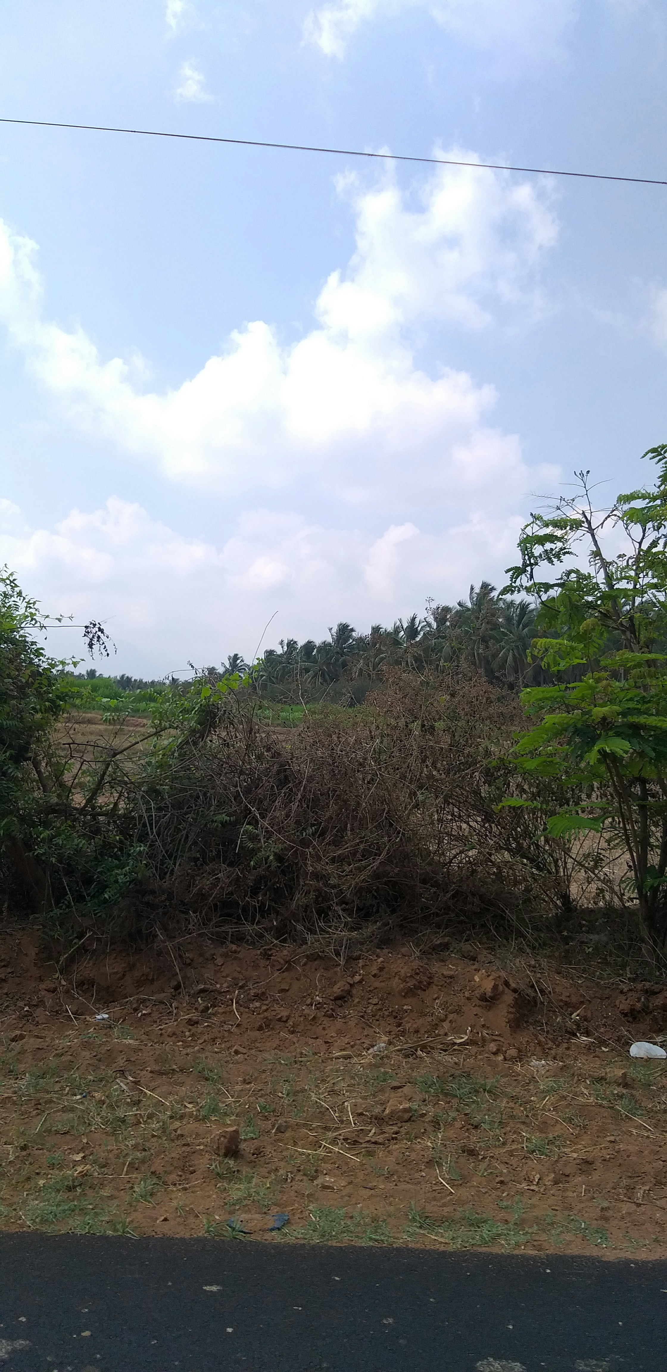 Lush greenery and scattered bushes frame a serene rural scene under a partly cloudy sky. The horizon is dotted with palm trees, hinting at a tranquil agricultural setting.