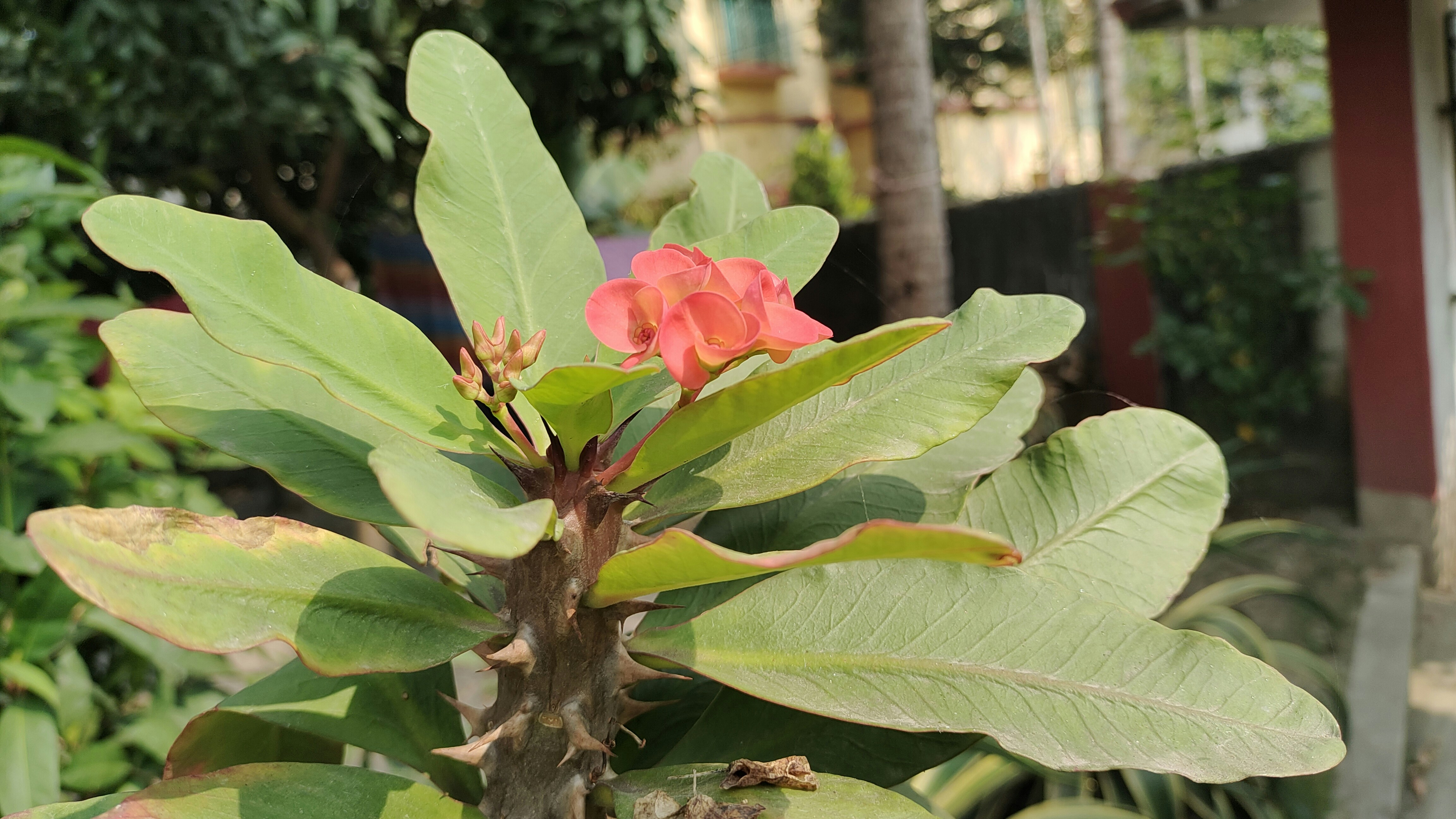 Vibrant Pink Bloom Anchored by Broad Leaves