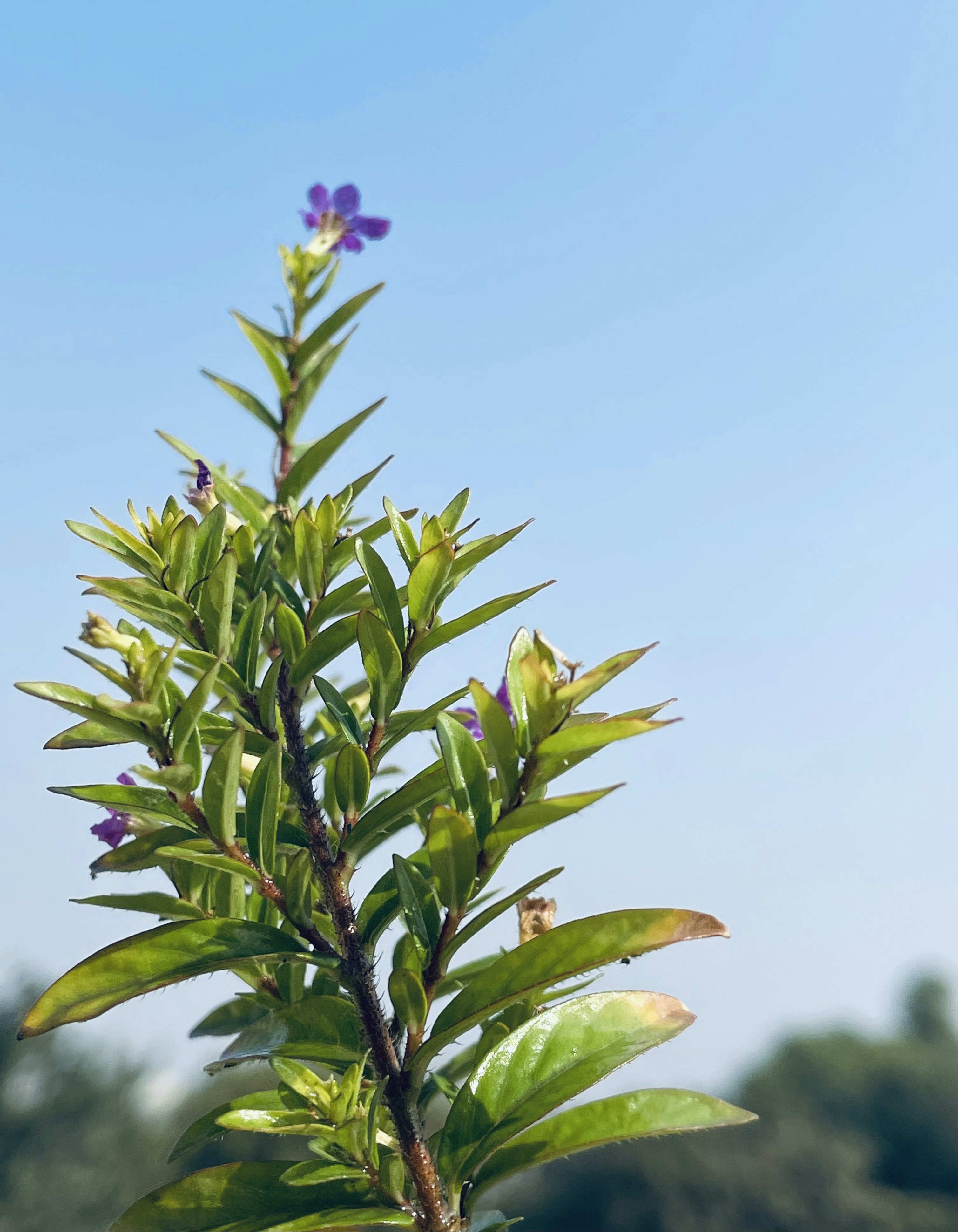 Purple Bloom at Sky's Edge: Close-Up of a Green Sprout
