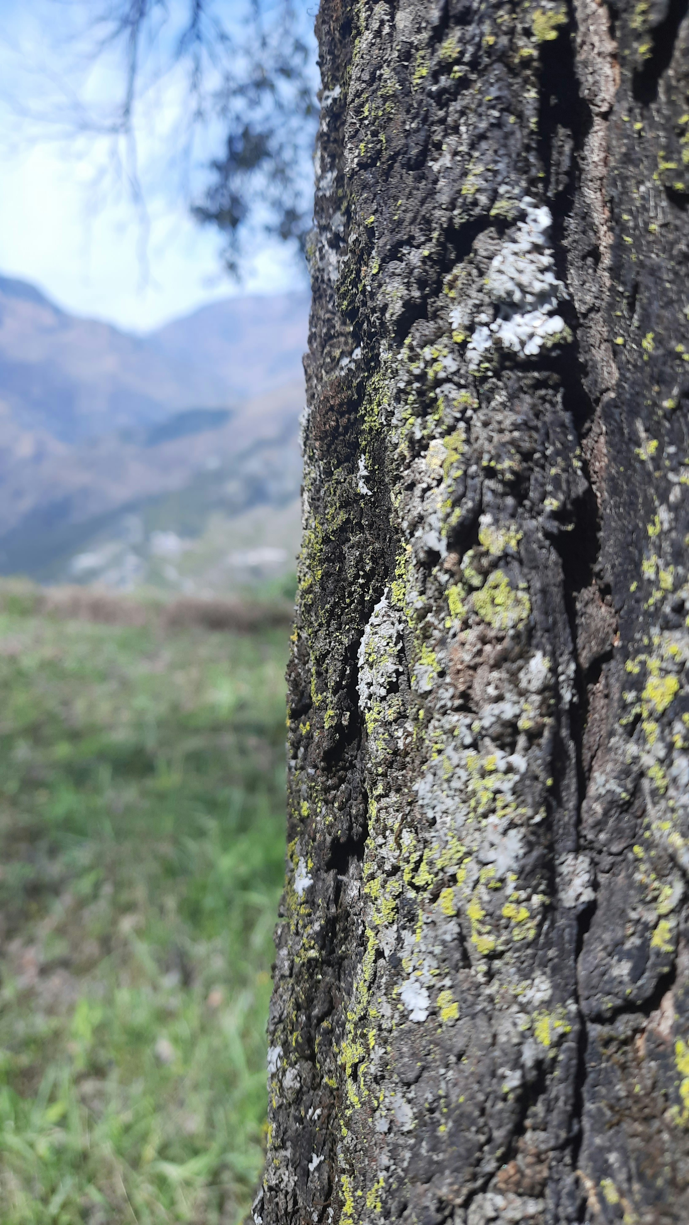Rugged Bark in Focus: Lichen Textures Framing a Distant Valley