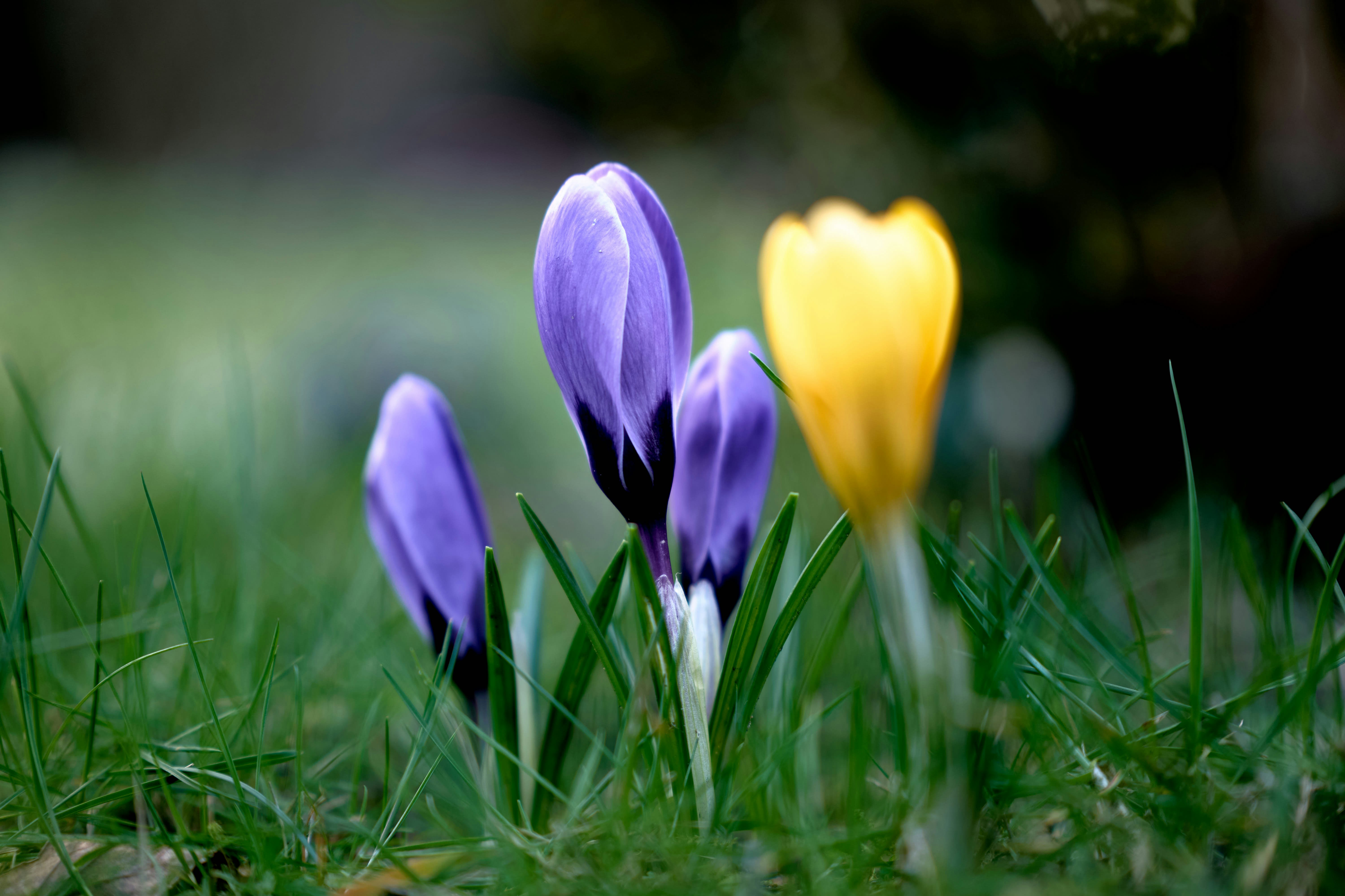 Vibrant purple and yellow crocuses emerge from lush green grass, signaling the arrival of spring.