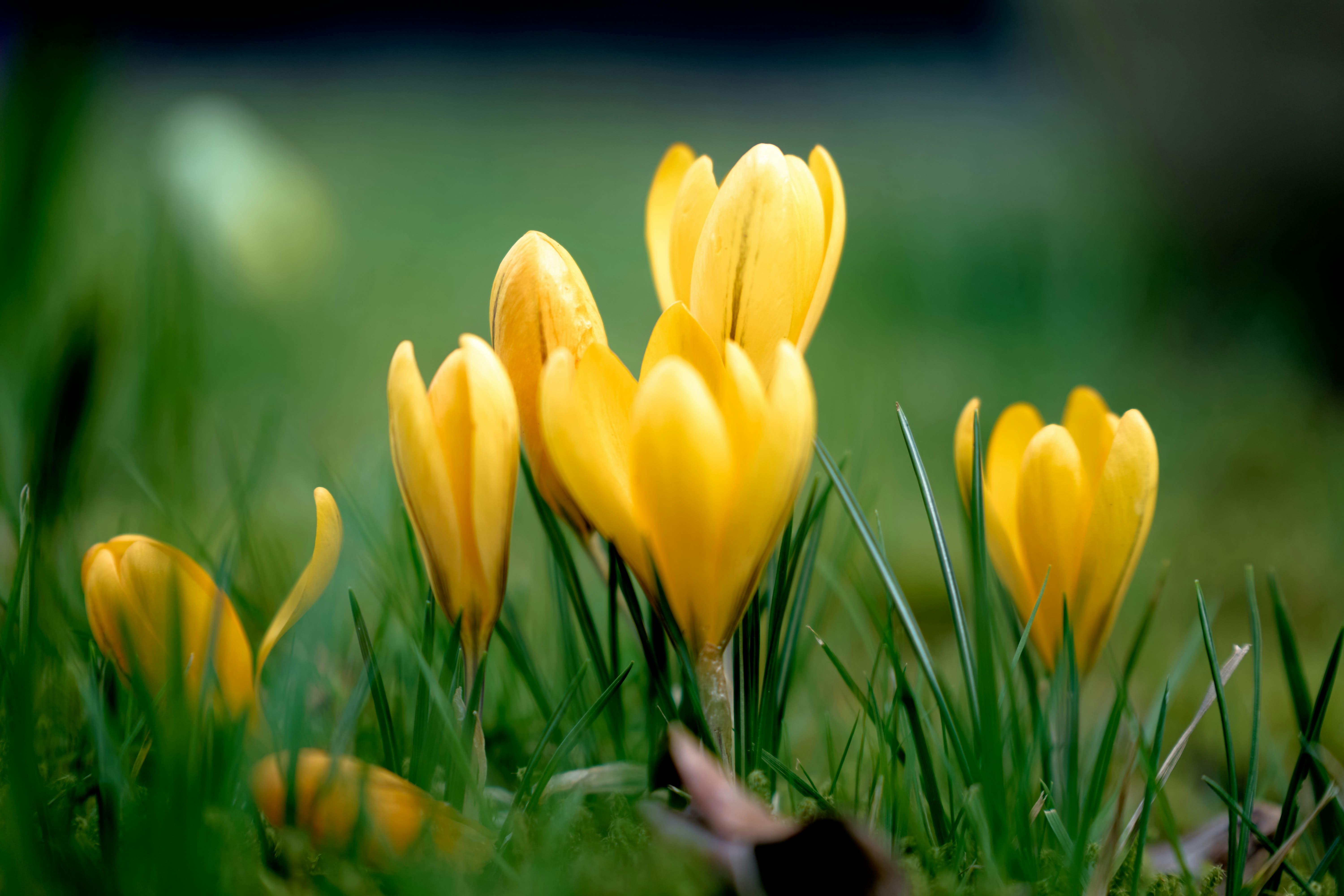 A group of yellow flowers sitting in the grass photo – Free Frühling ...