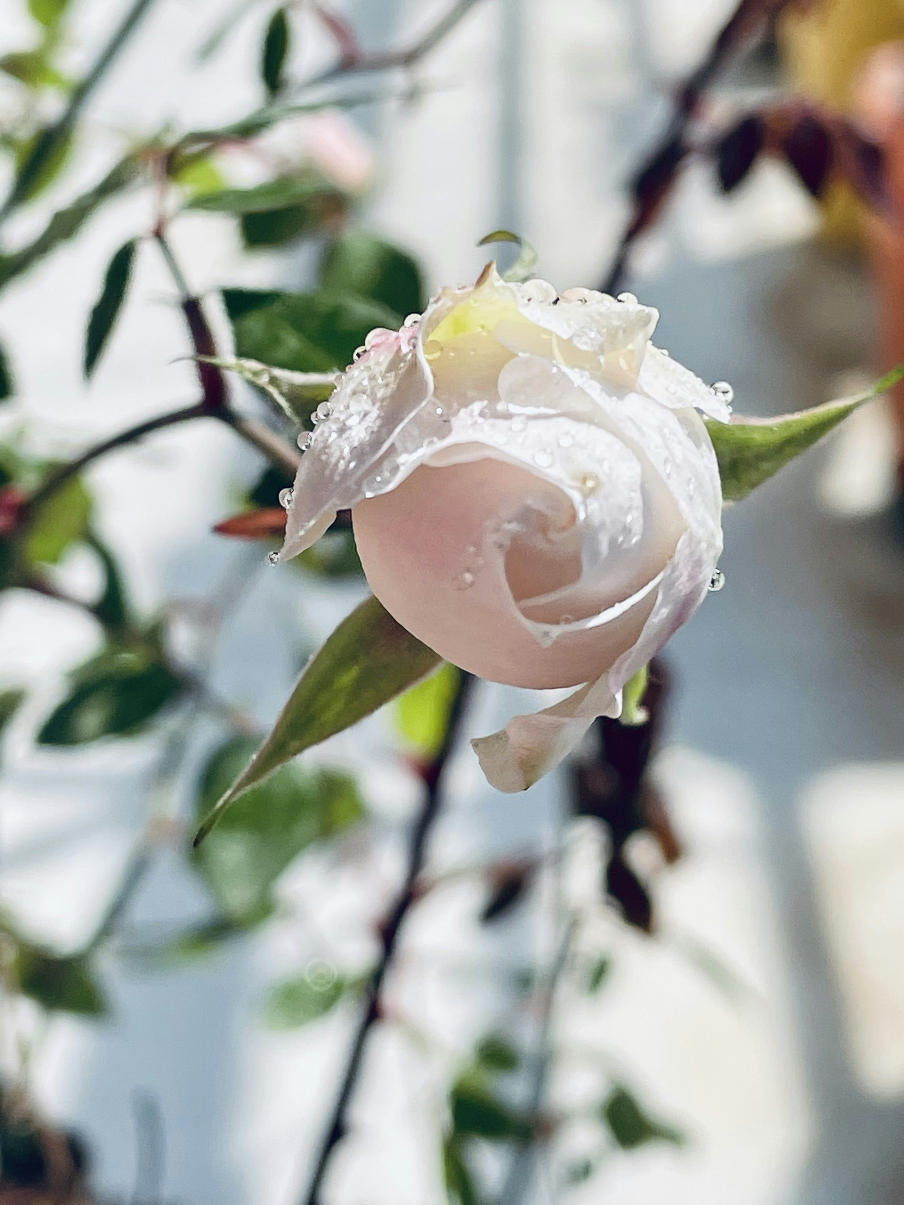 Foto zum Thema Eine weiße Rose mit Wassertröpfchen darauf – Kostenloses ...
