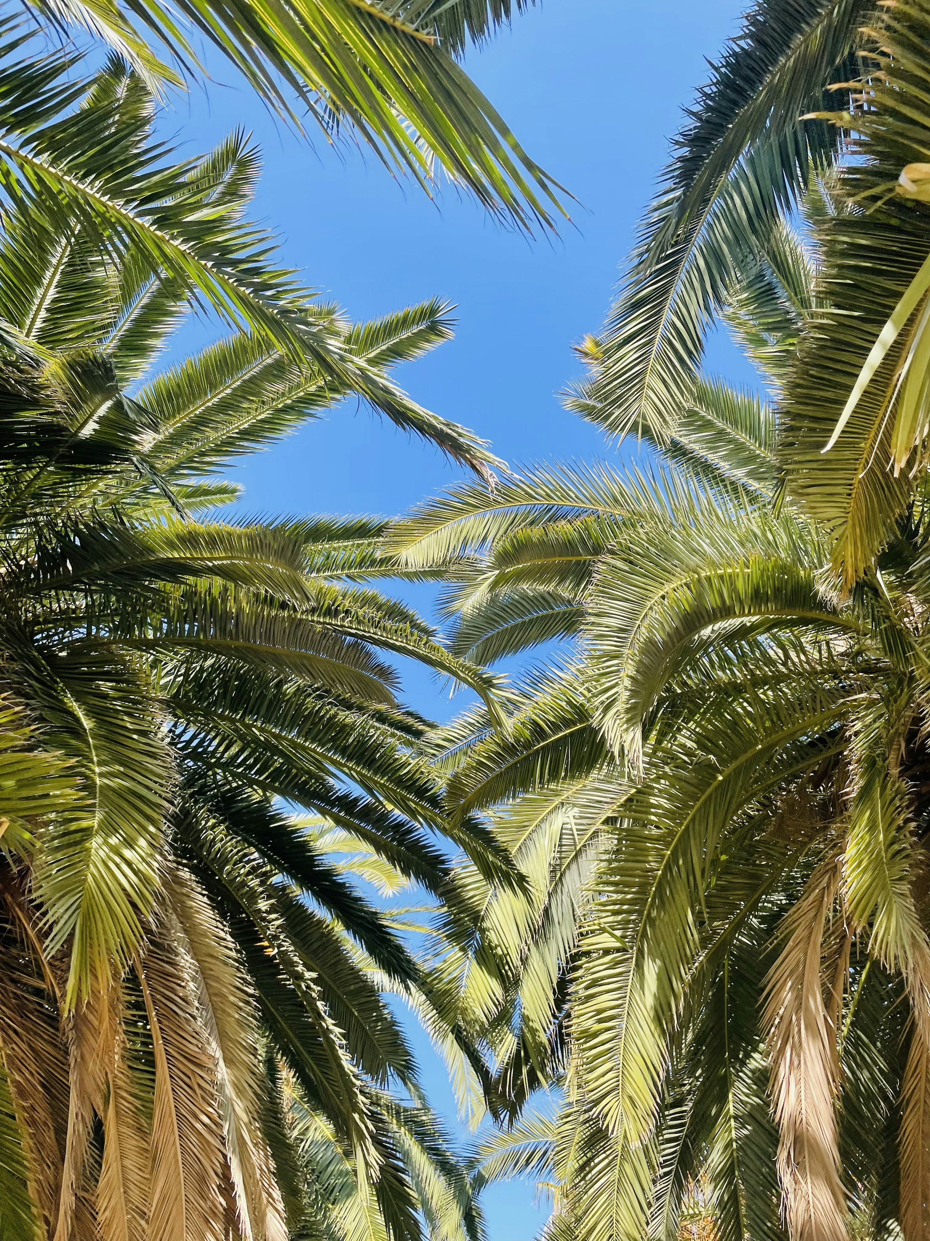 Palm trees are shown against a blue sky photo – Free Summer Image on ...