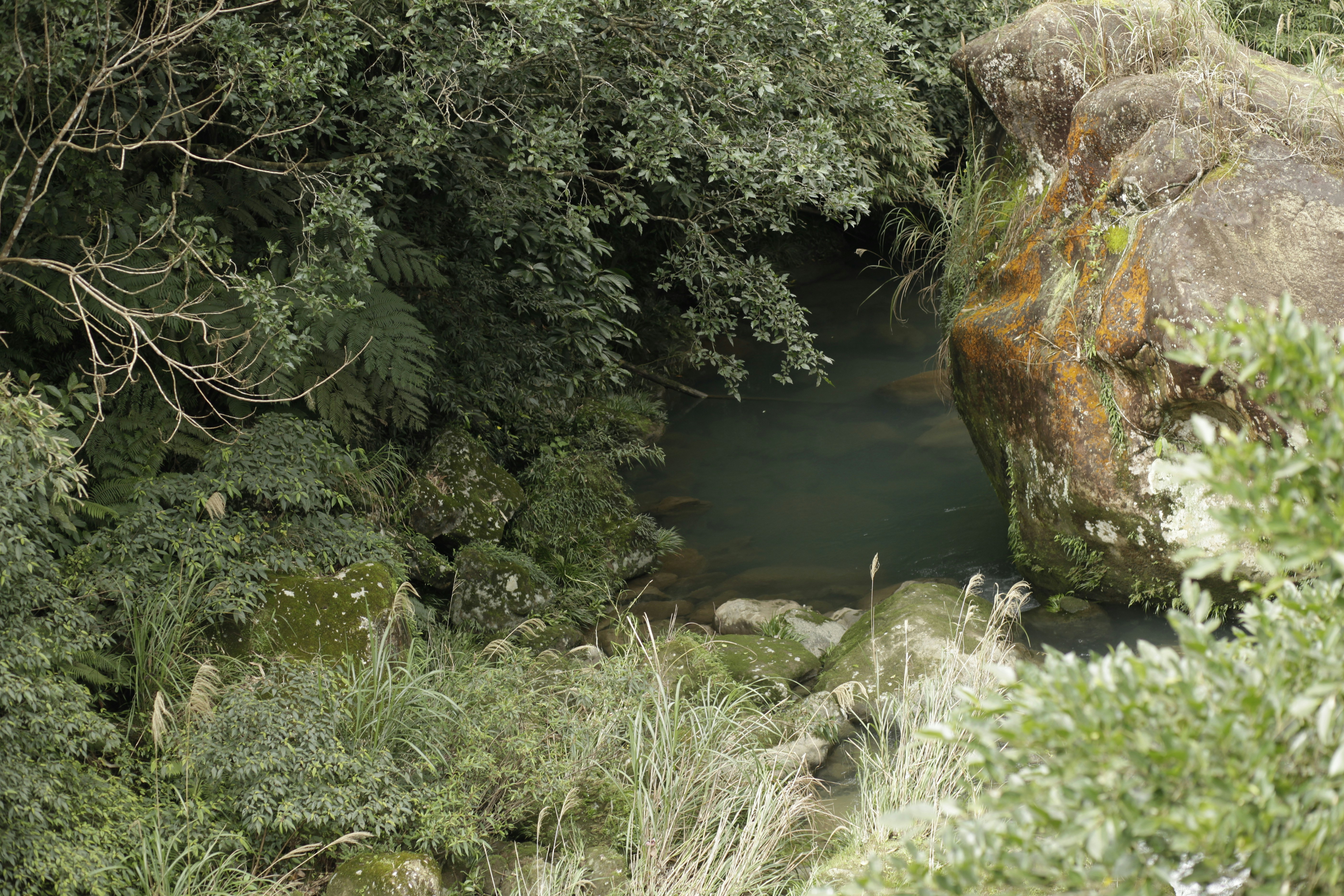 a small stream running through a lush green forest