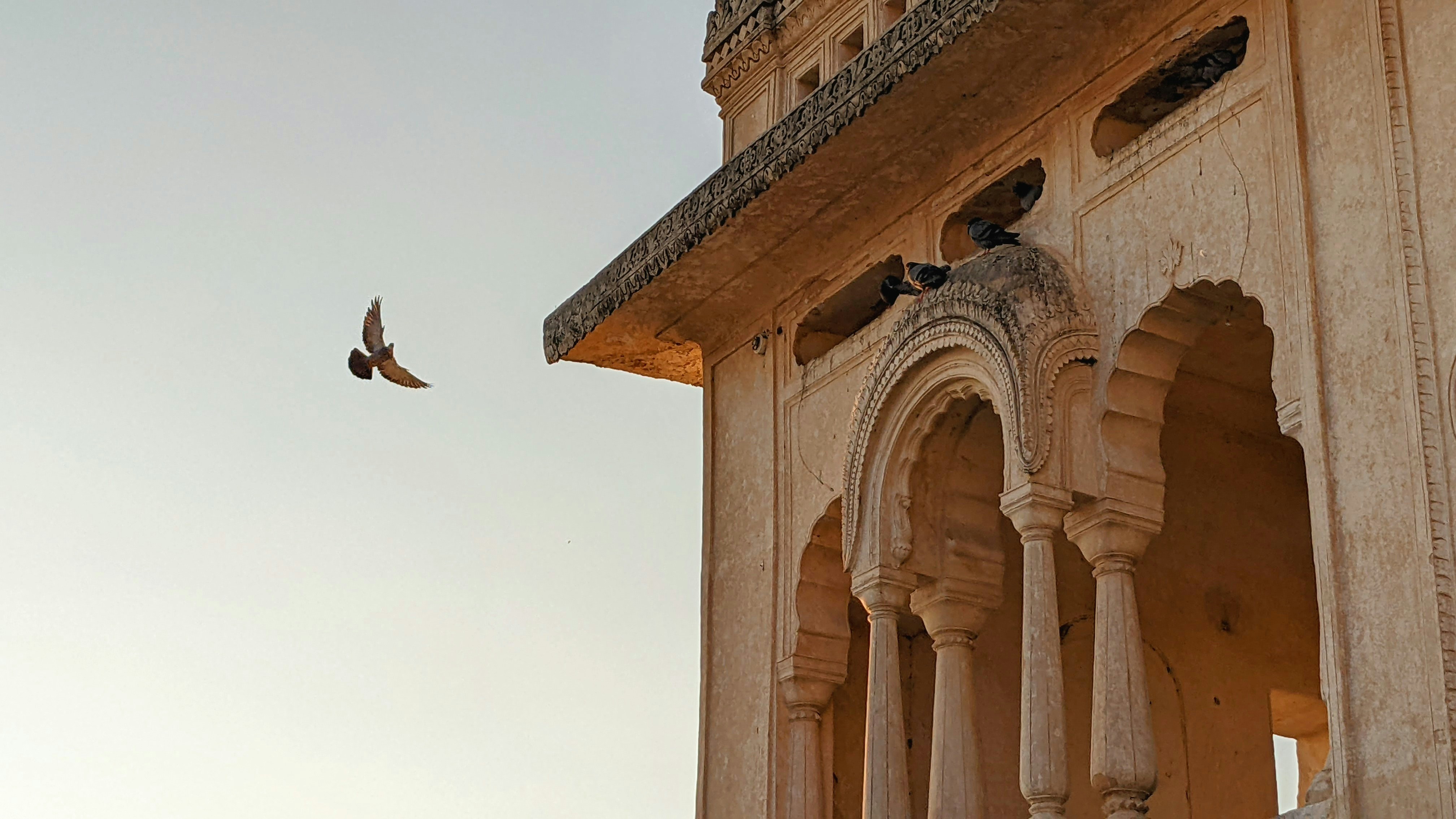 A bird flying over a building with pillars photo – Free India Image on ...