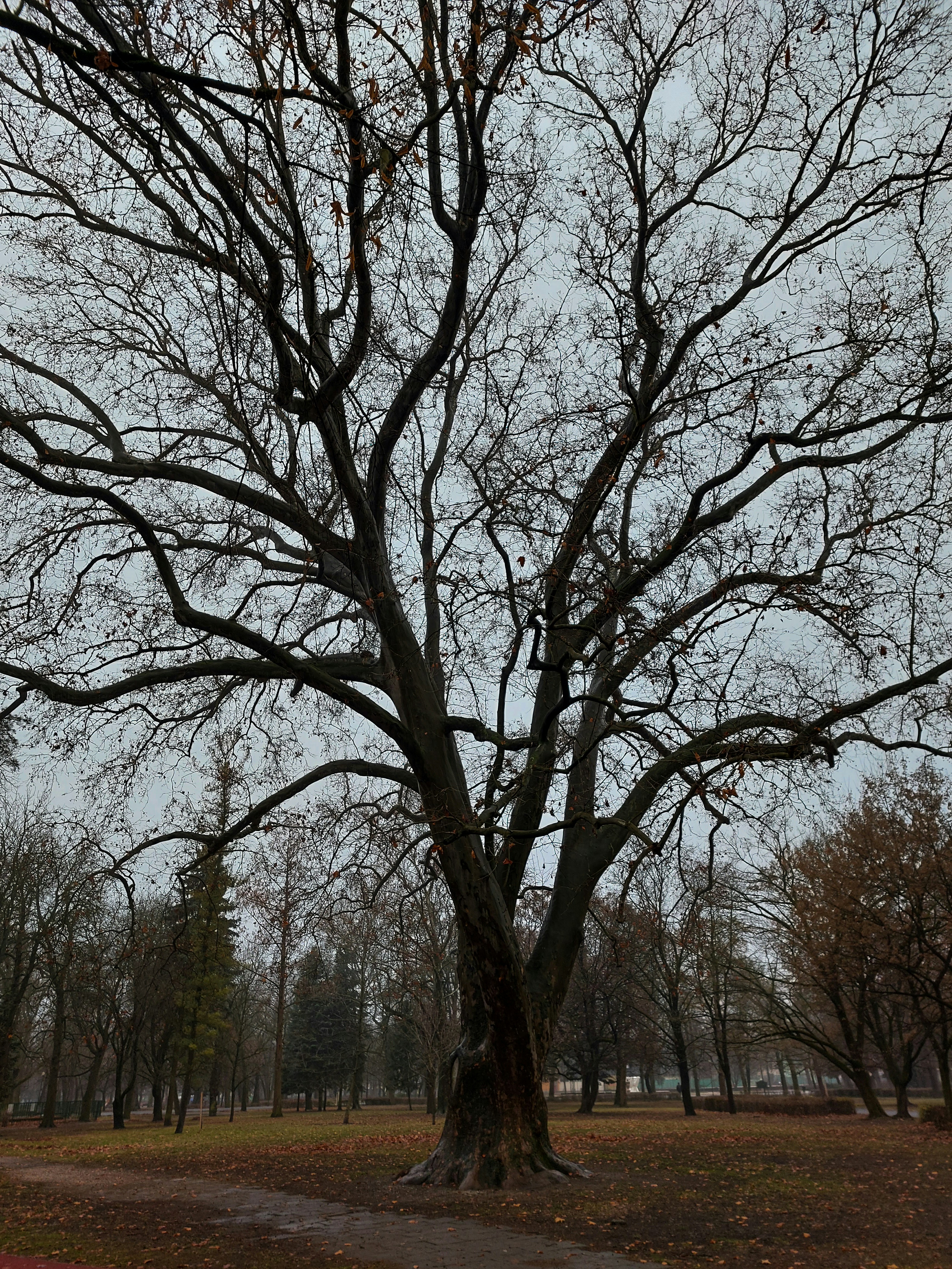 A bare tree stands tall against a gray sky, its intricate branches reaching out like fingers. Surrounding foliage hints at the transition of seasons.