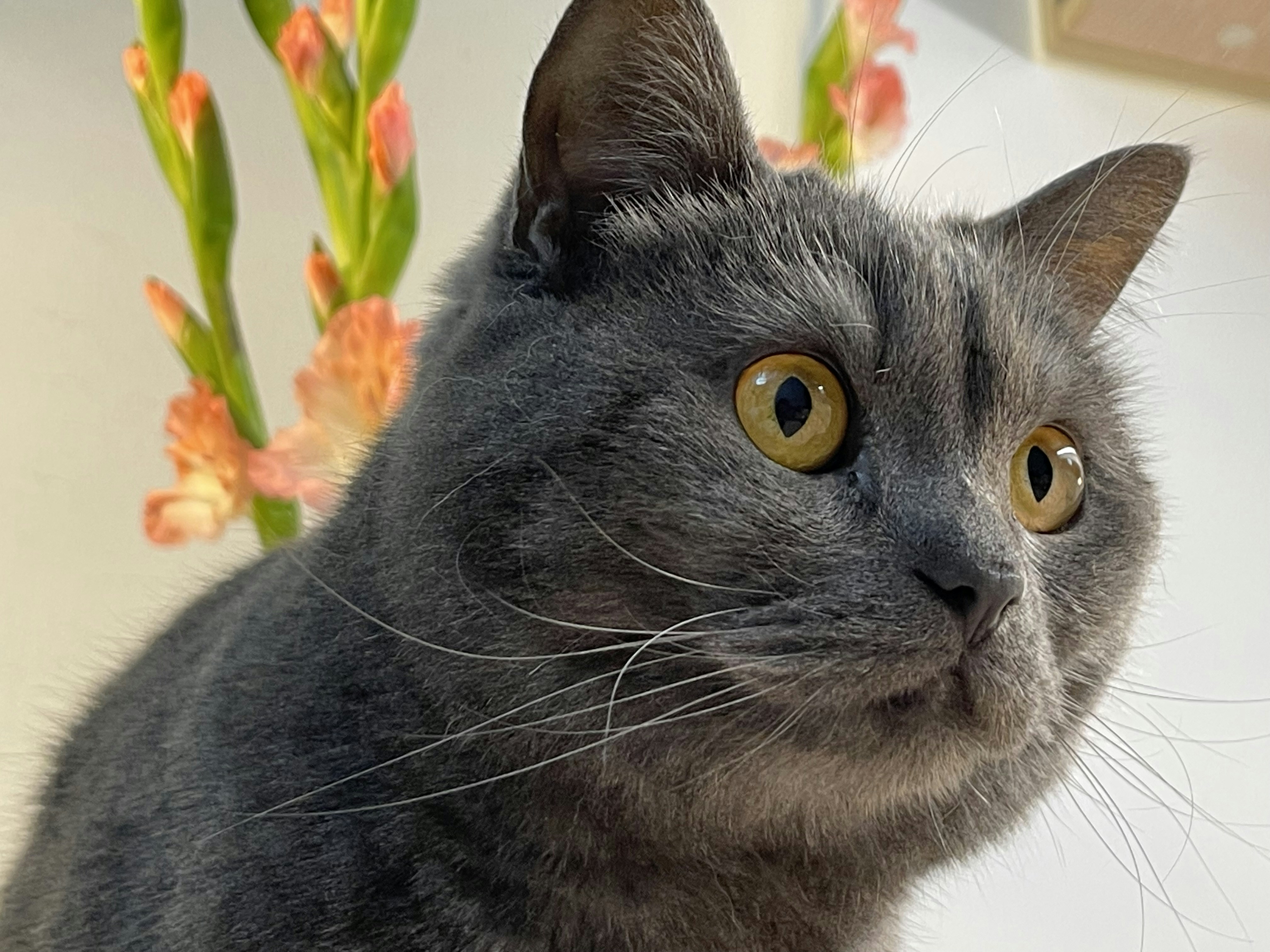 Amber-Eyed Gaze: A Gray Cat Among Coral Flowers