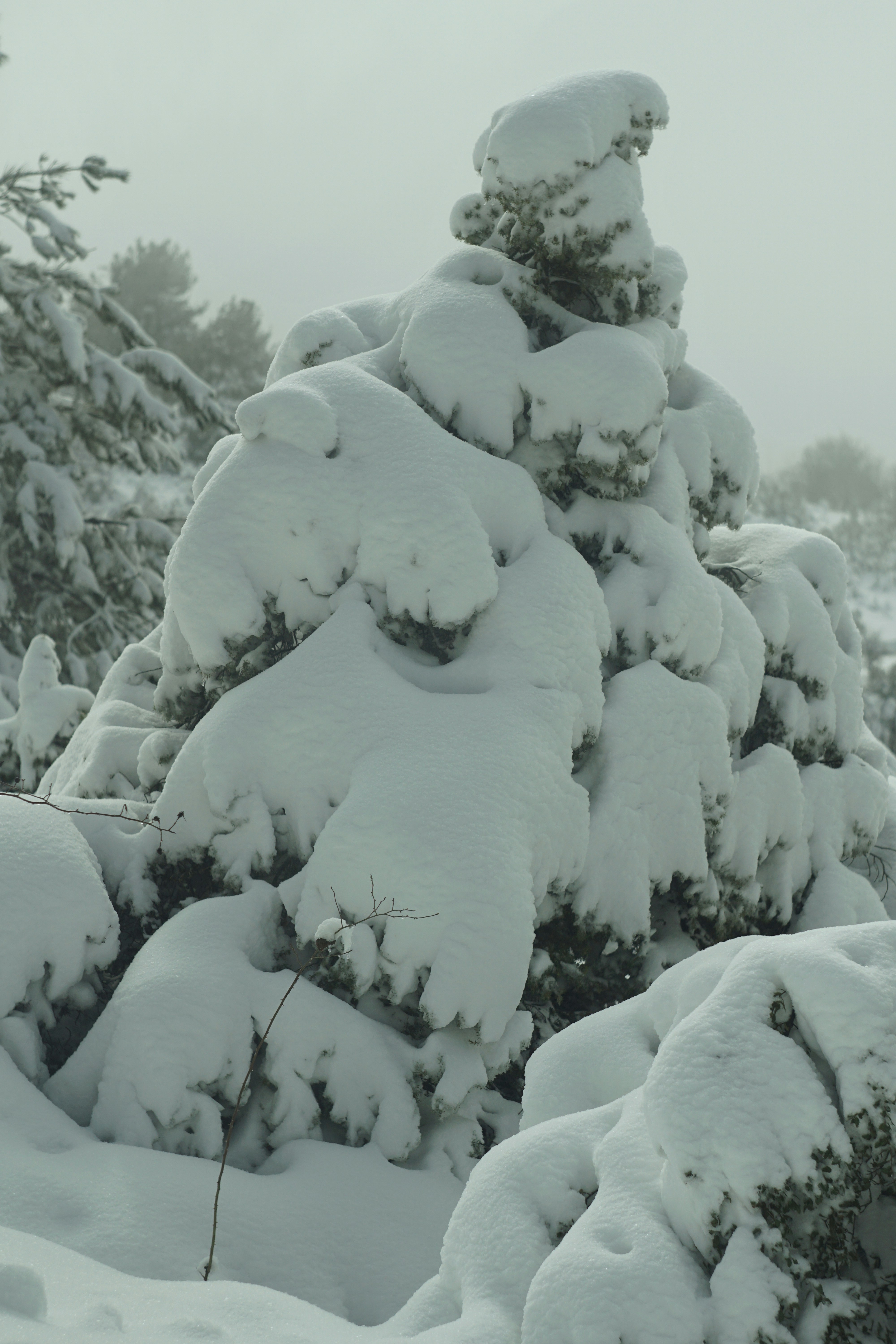 Snowbound Sentinels: Pines Veiled in a Quiet Winter Hush