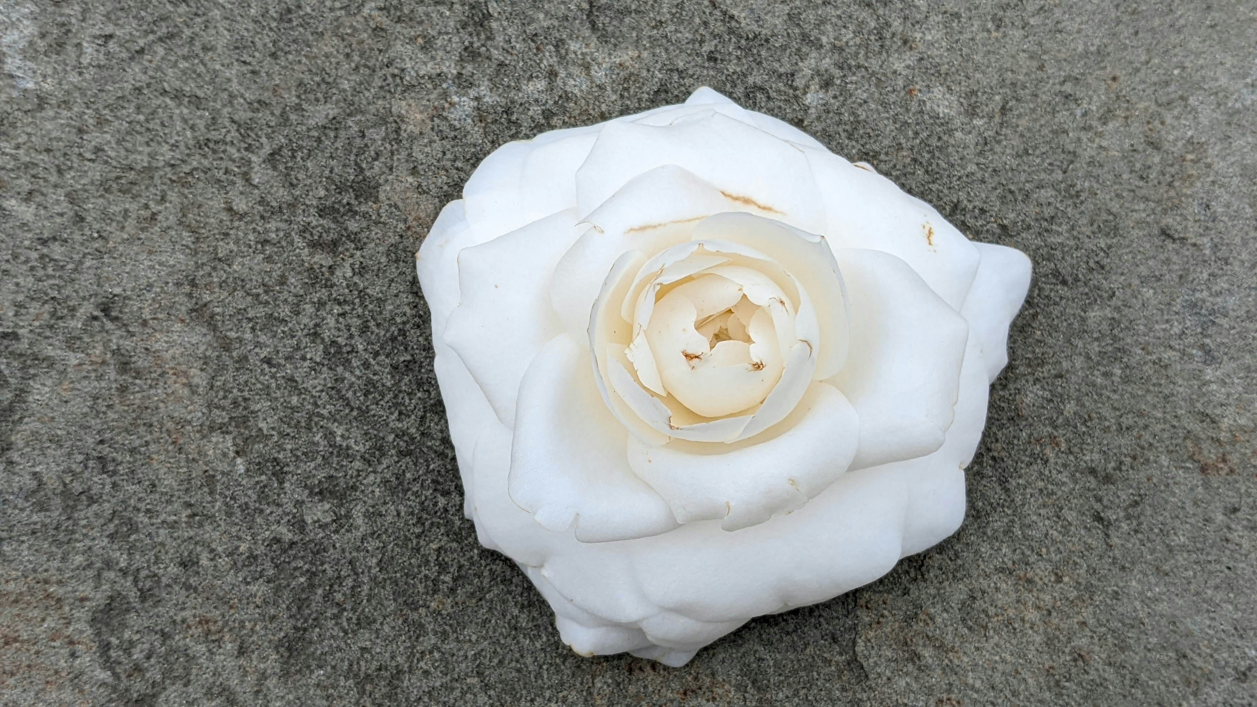 a white flower sitting on top of a cement ground