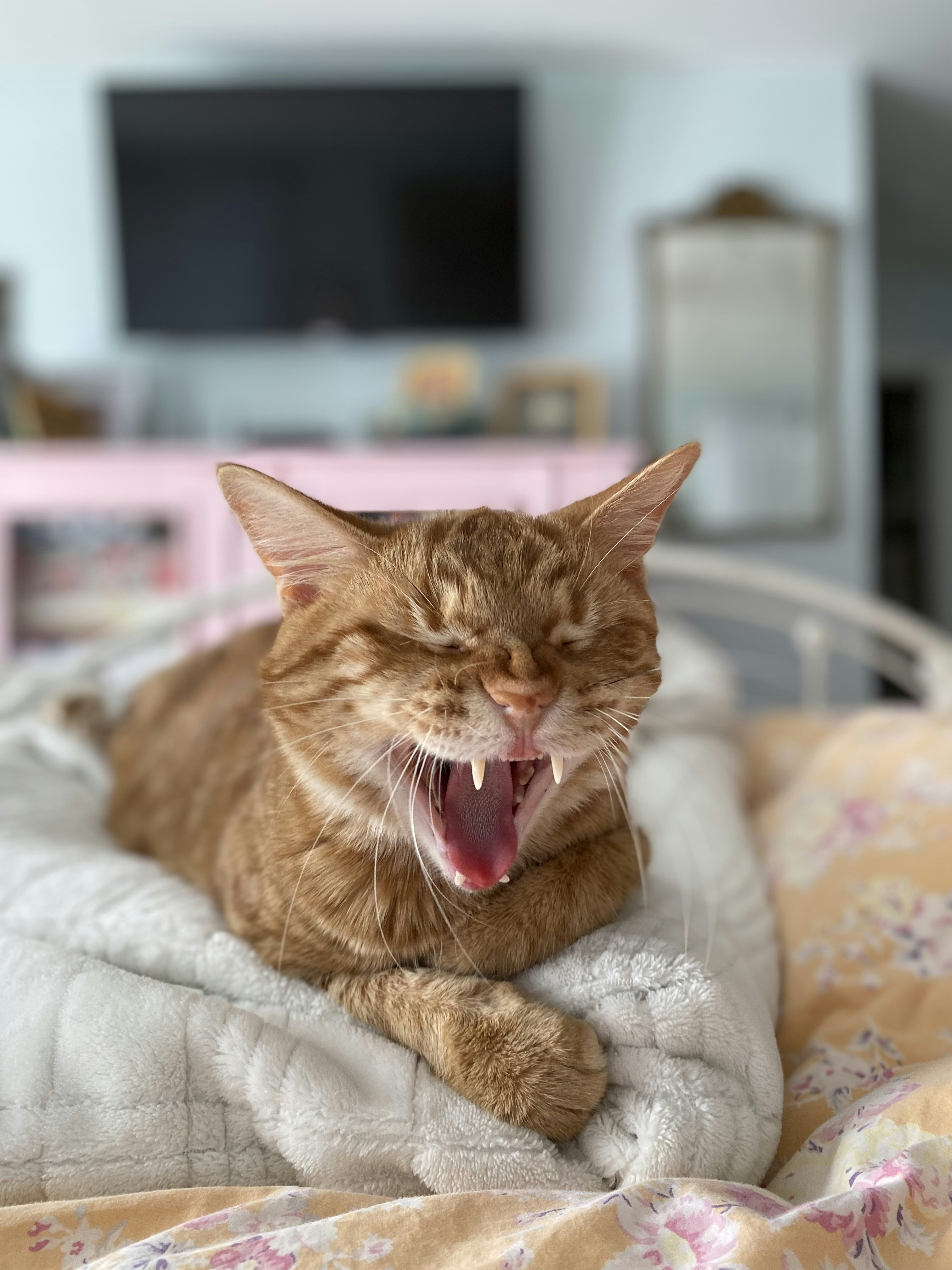 Yawning Ginger Cat on a Cozy Bed Amid a Quiet Living Room