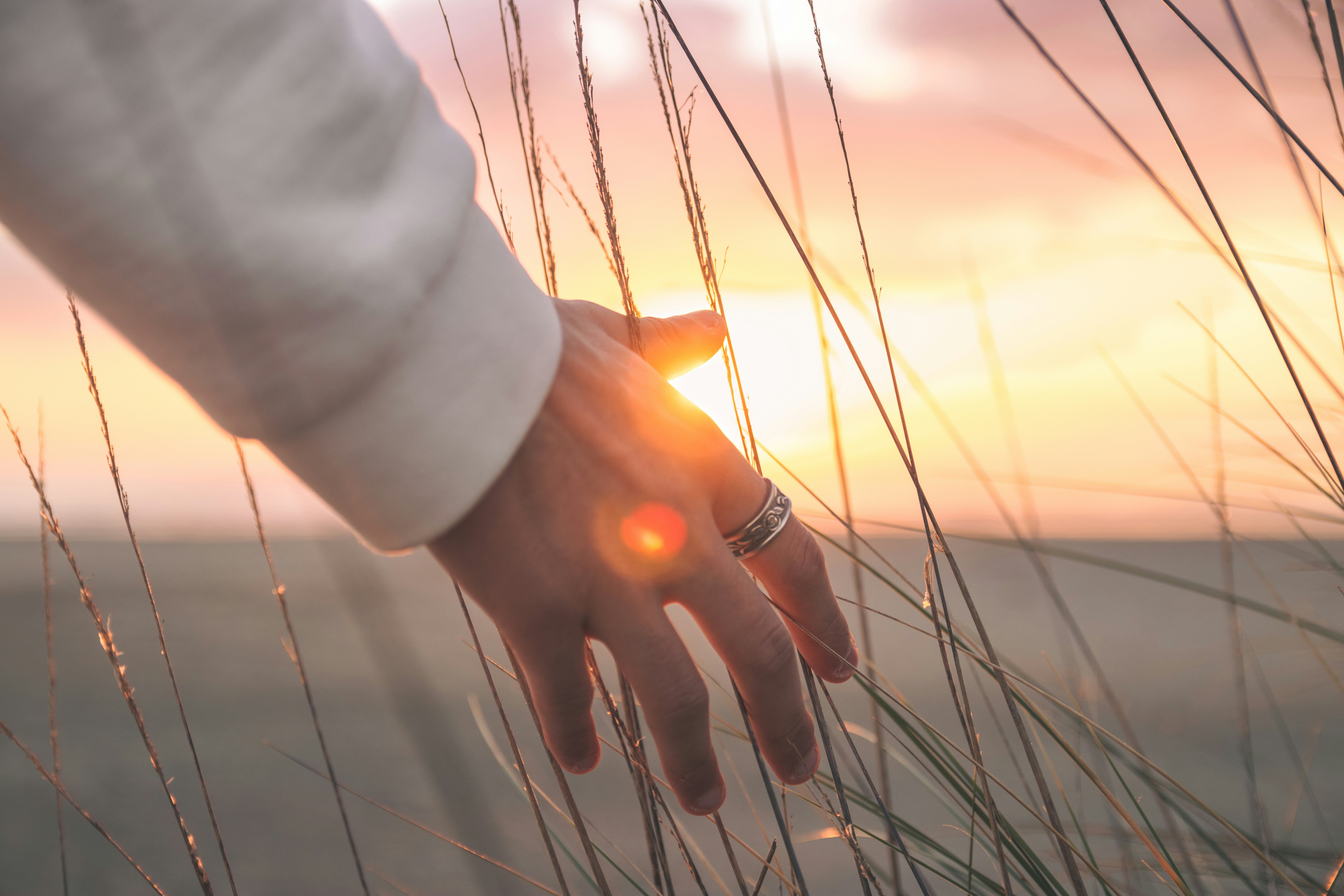 Hand reaching through tall grasses with a warm sunset in the background.