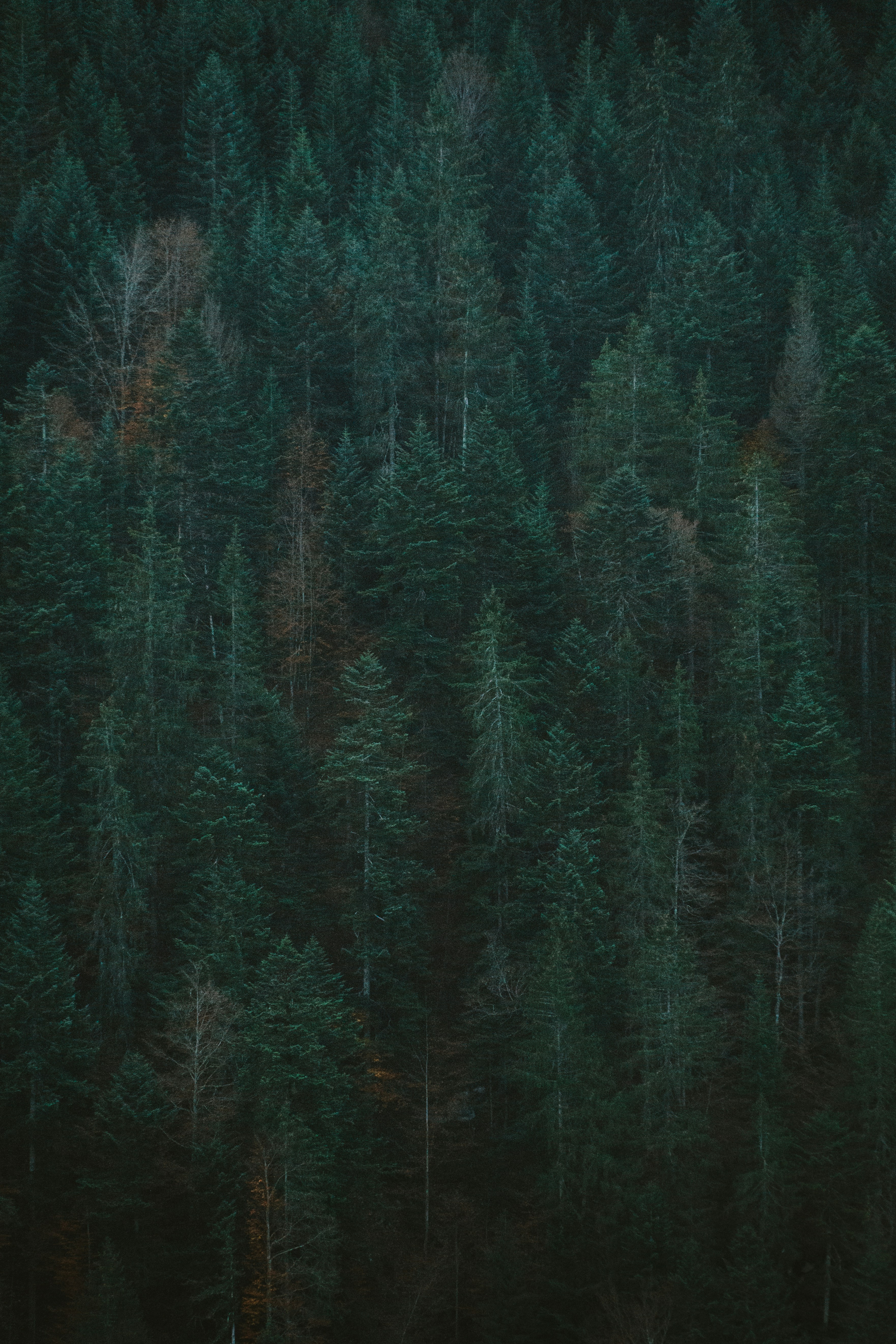 A forest filled with lots of tall green trees photo – Free Abondance ...