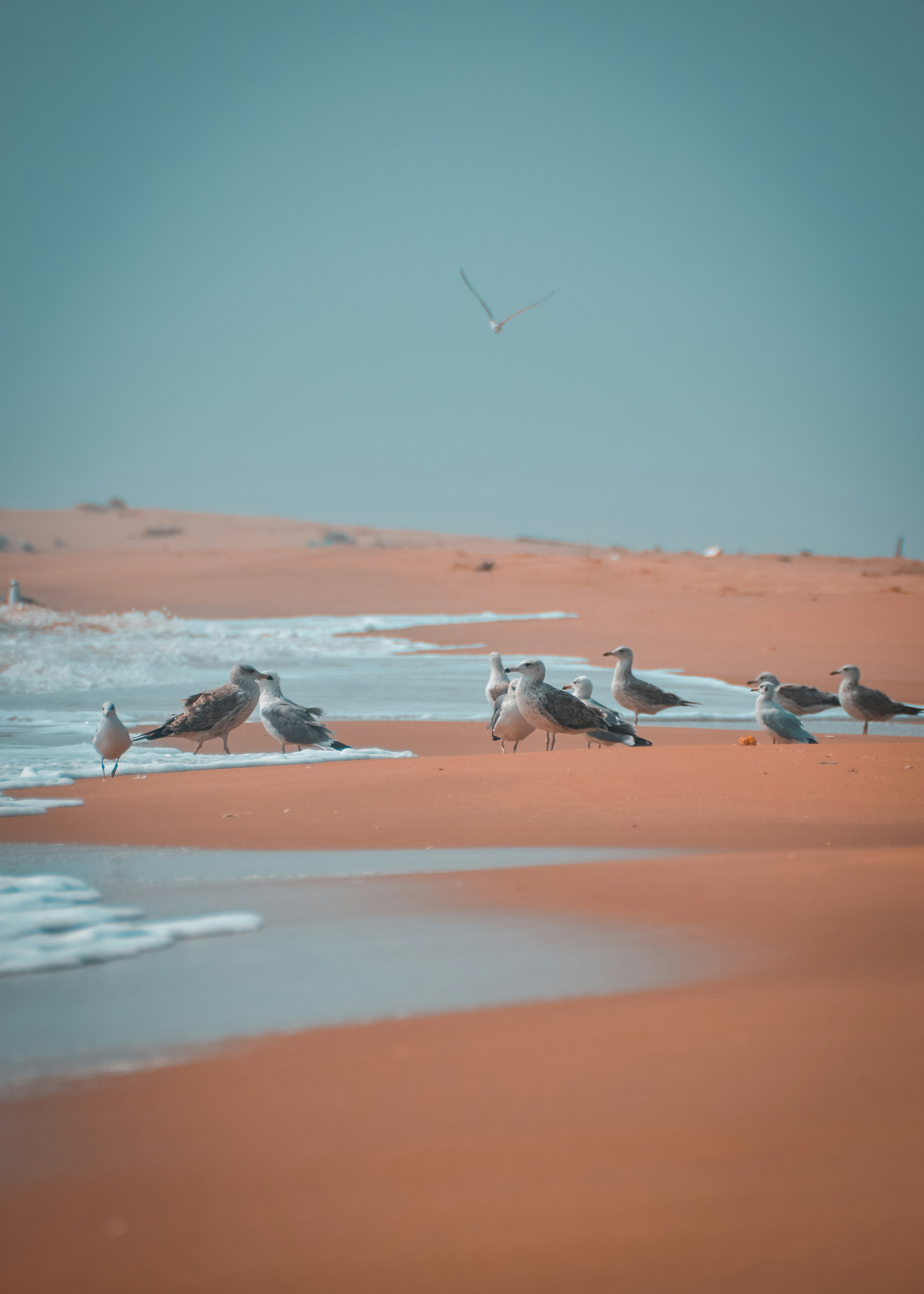 a group of seagulls standing on a beach next to the ocean
