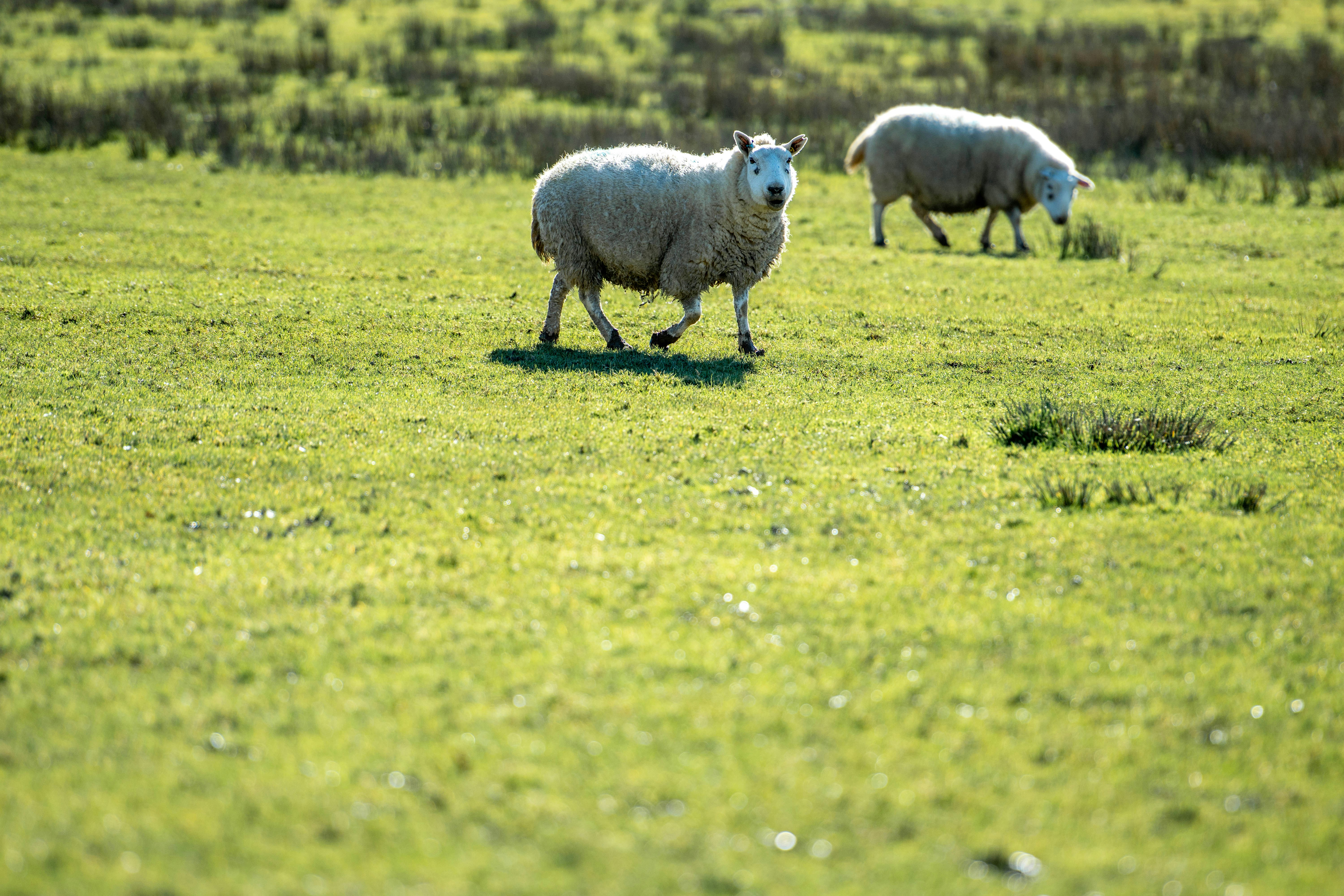 A couple of sheep walking across a lush green field photo – Free Sheep ...