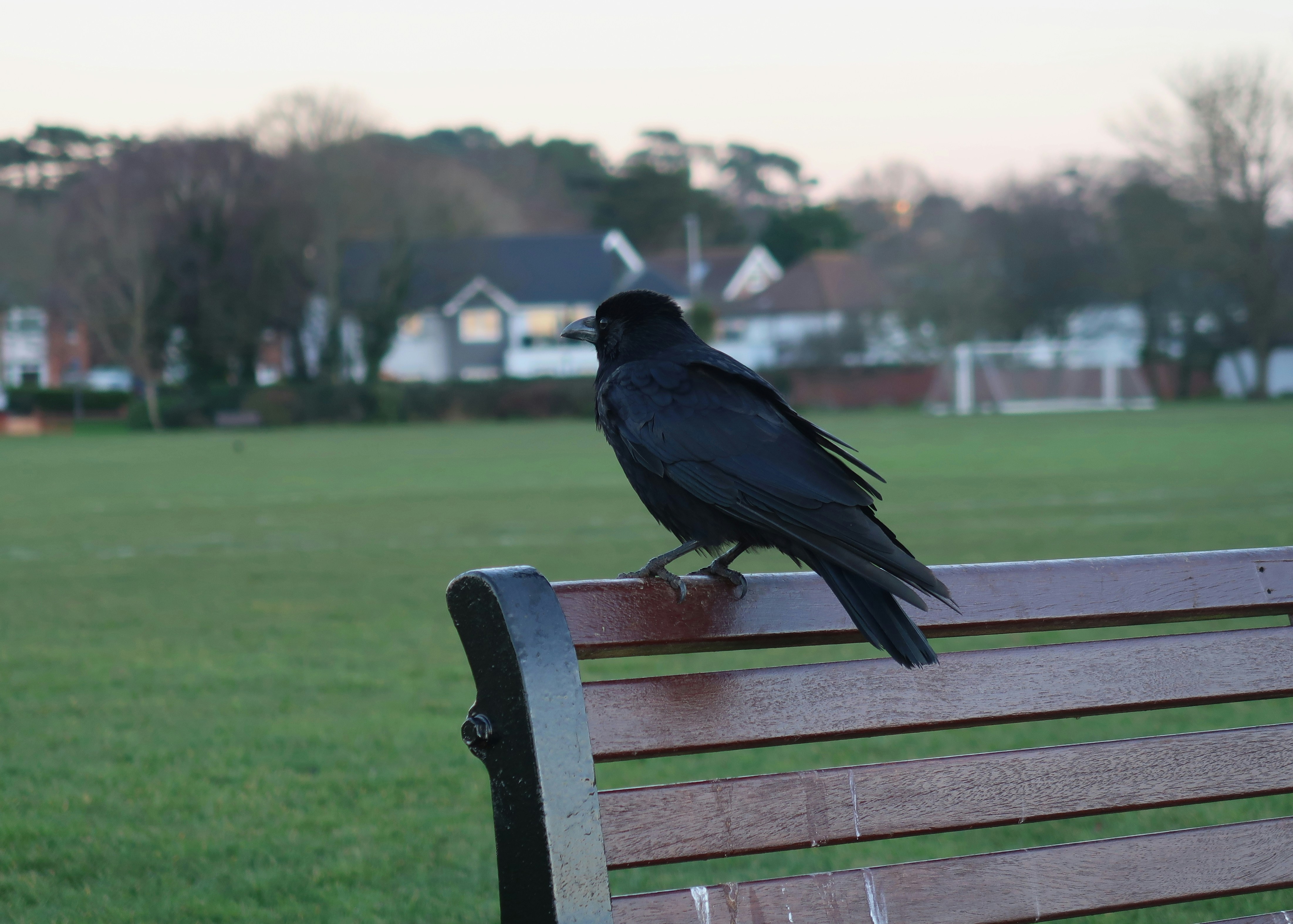 A lone black crow perched on a wooden bench, surveying a tranquil park landscape at dusk.
